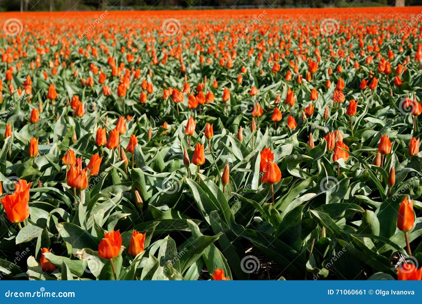Red tulip field stock image. Image of spring, tulip, blossoming - 71060661