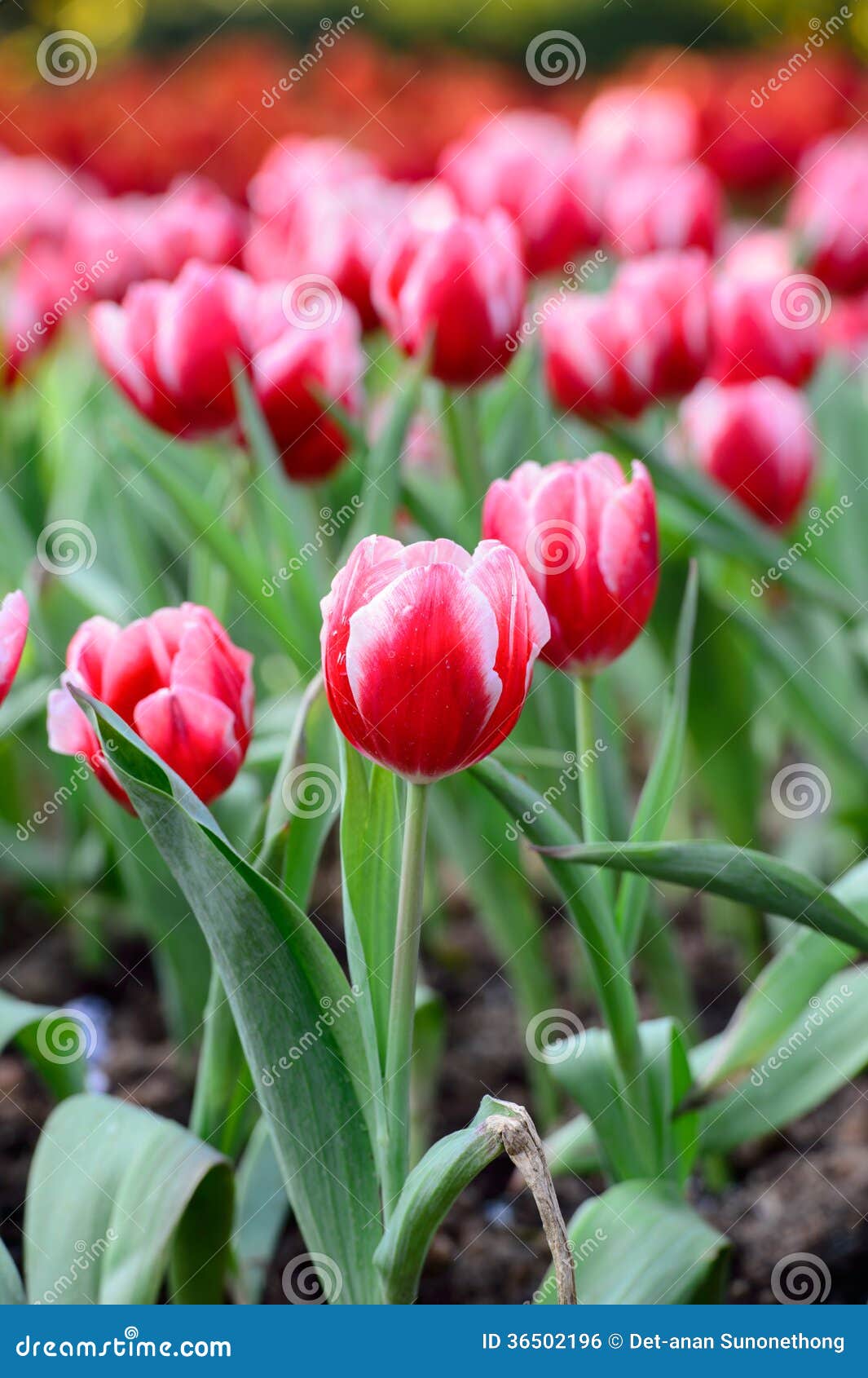 Red tulip field stock photo. Image of close, orange, botany - 36502196
