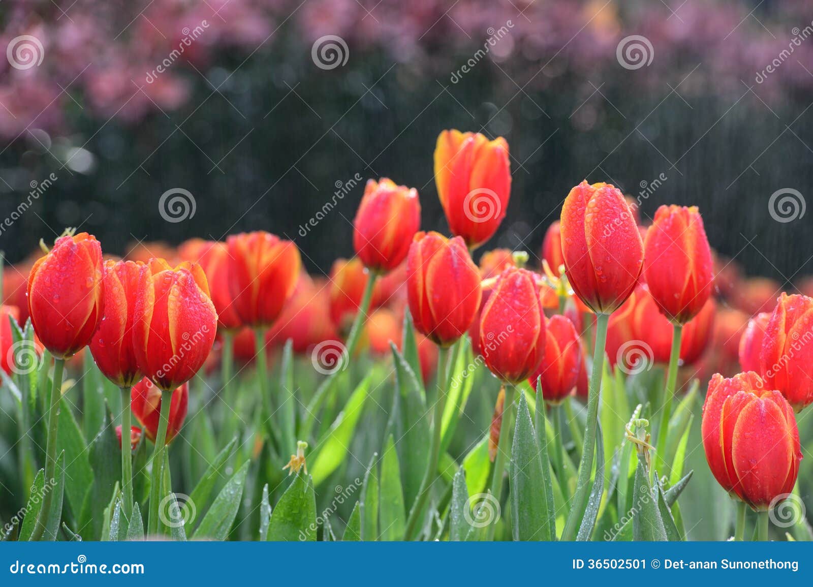 Red tulip field stock image. Image of field, green, floral - 36502501