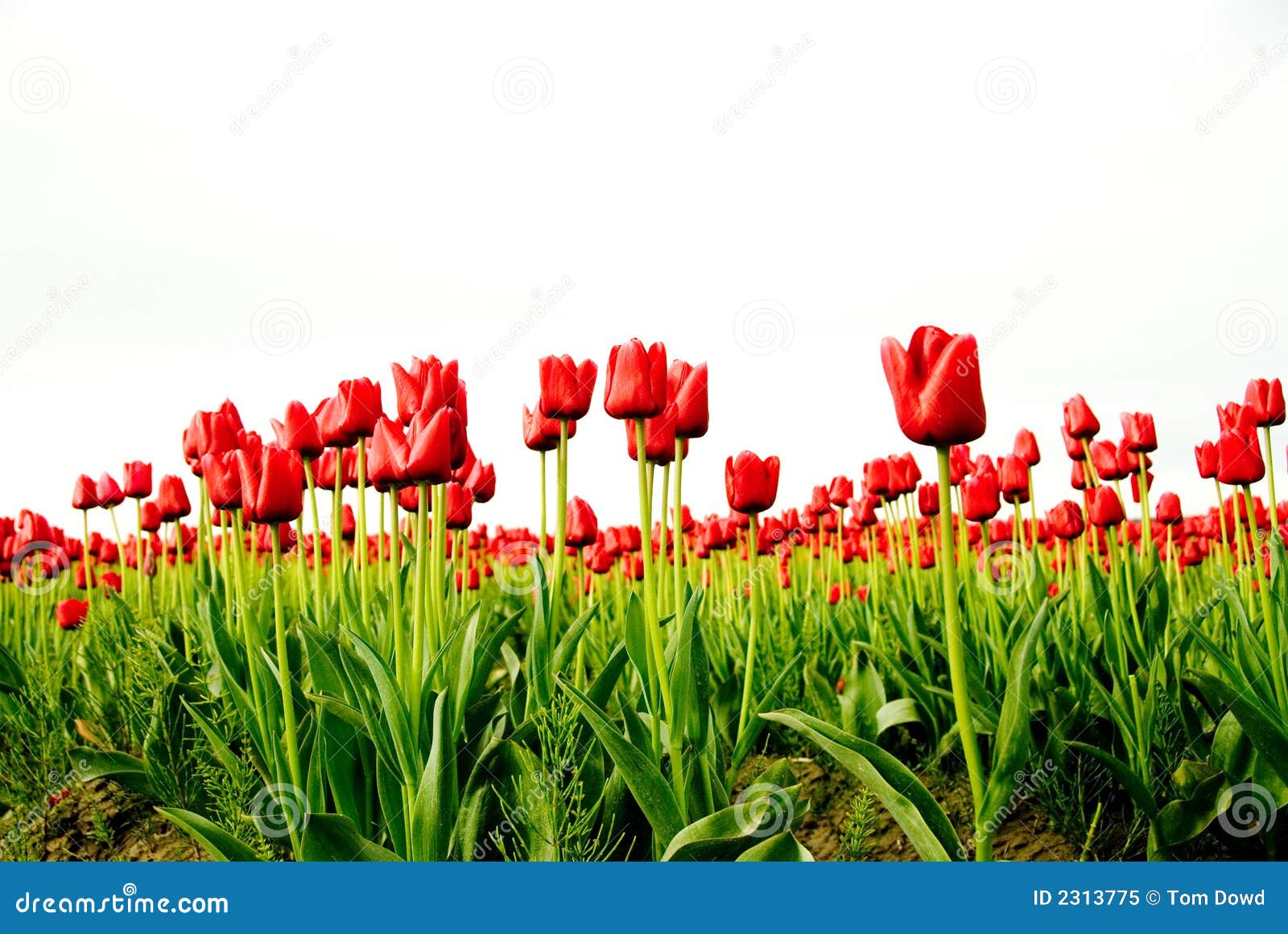 Red Tulip Field Rows stock image. Image of skagit, trees - 2313775