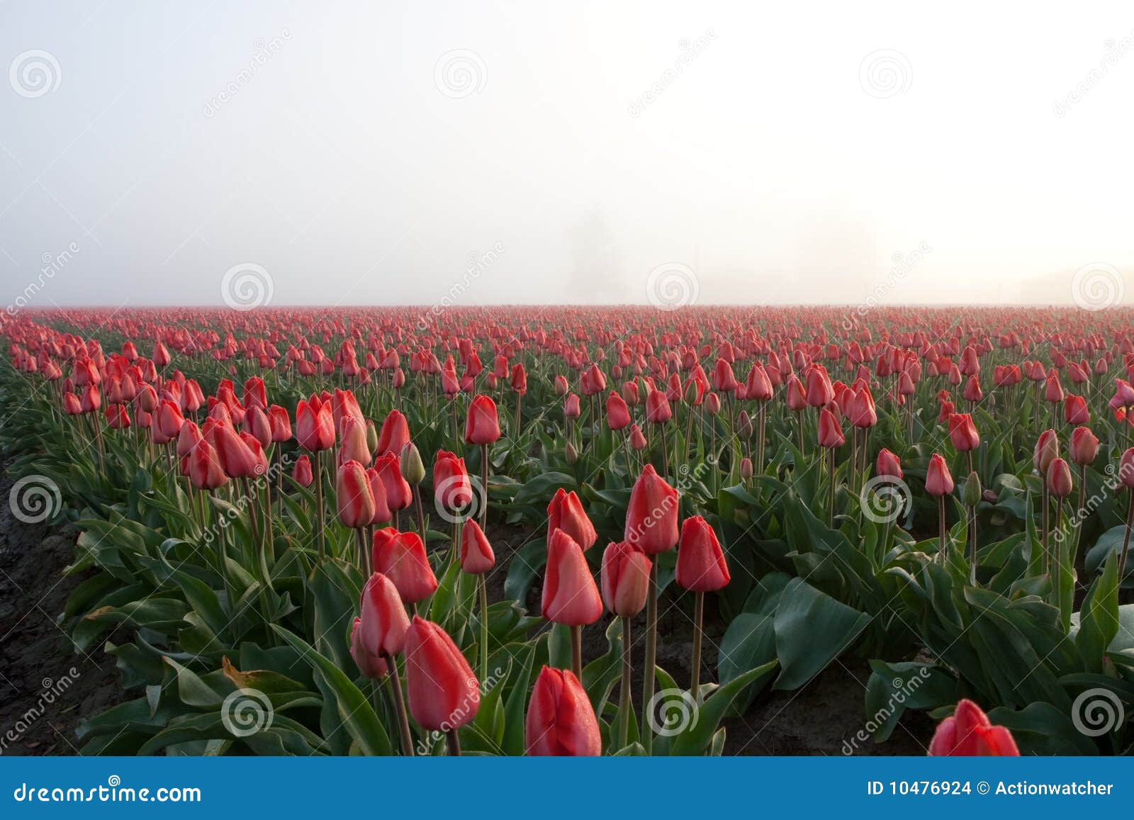 Red tulip field and trees stock photo. Image of park - 10476924