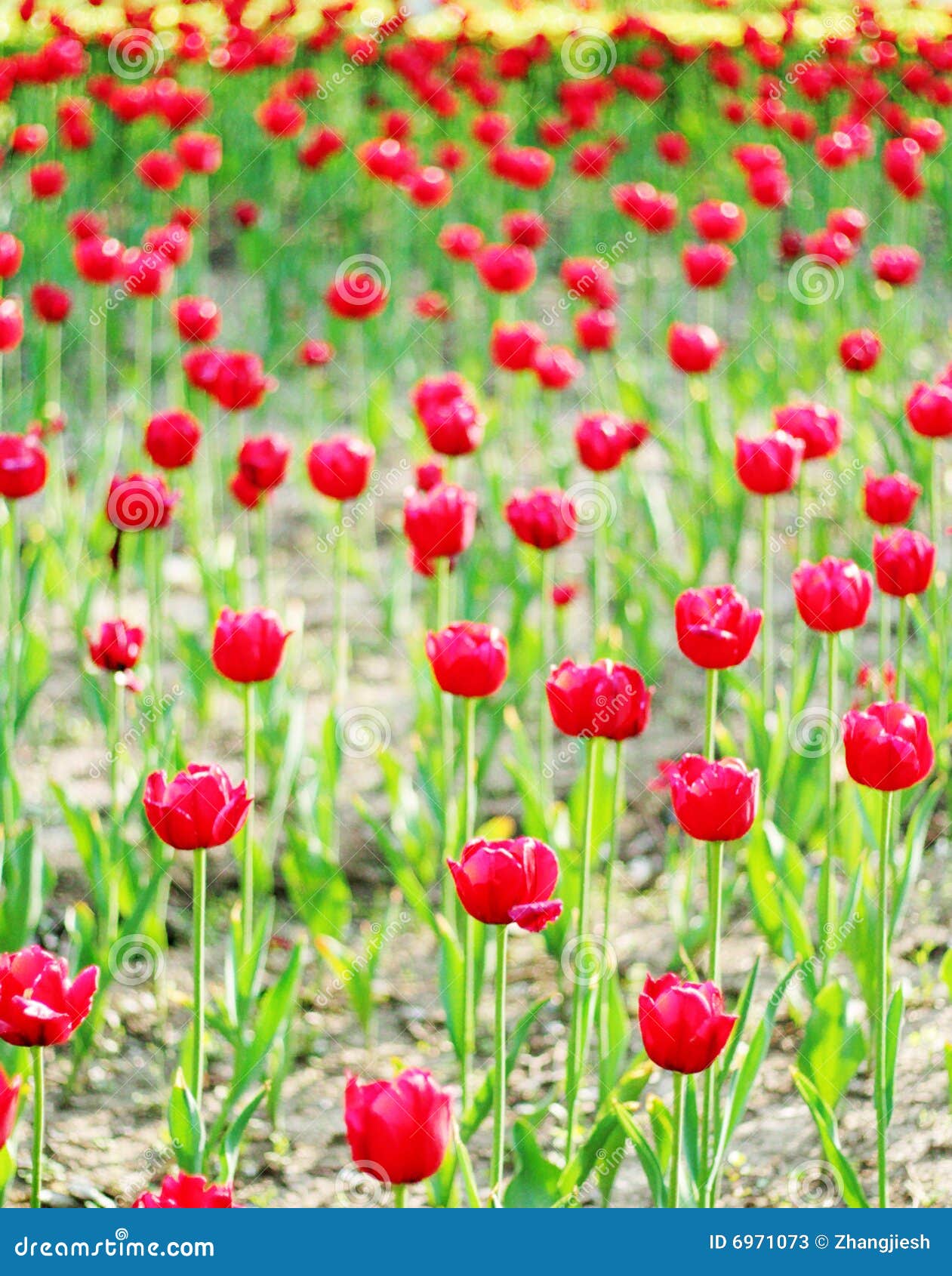 Red Tulip Fields stock image. Image of blooming, tulip - 6971073