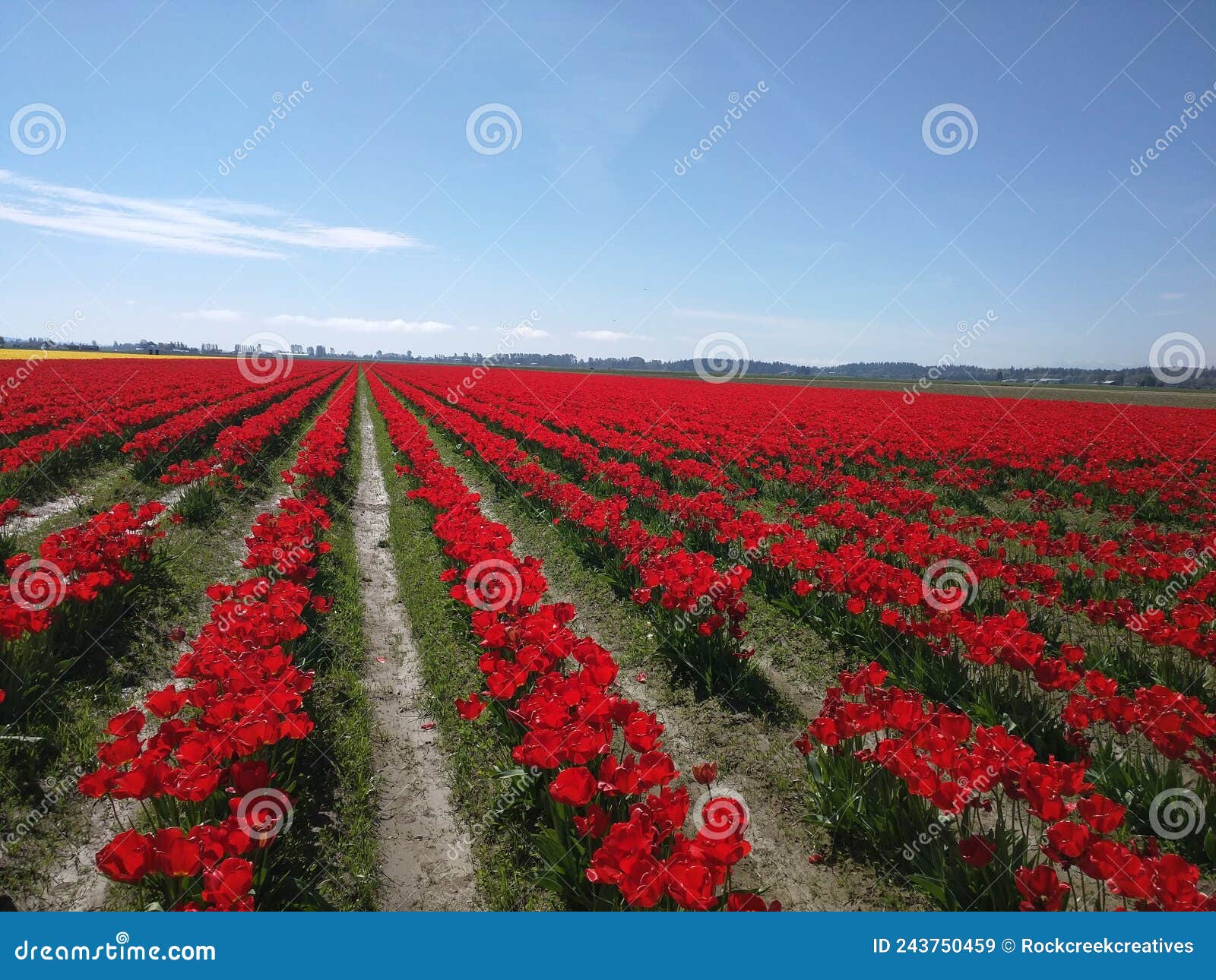 Red tulip fields in rows stock image. Image of fields - 243750459