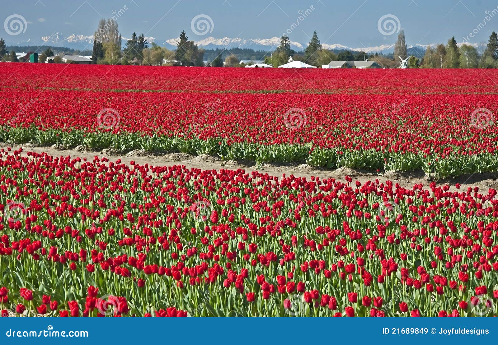 Red Tulip Fields in Spring Landscape Stock Image - Image of washington ...