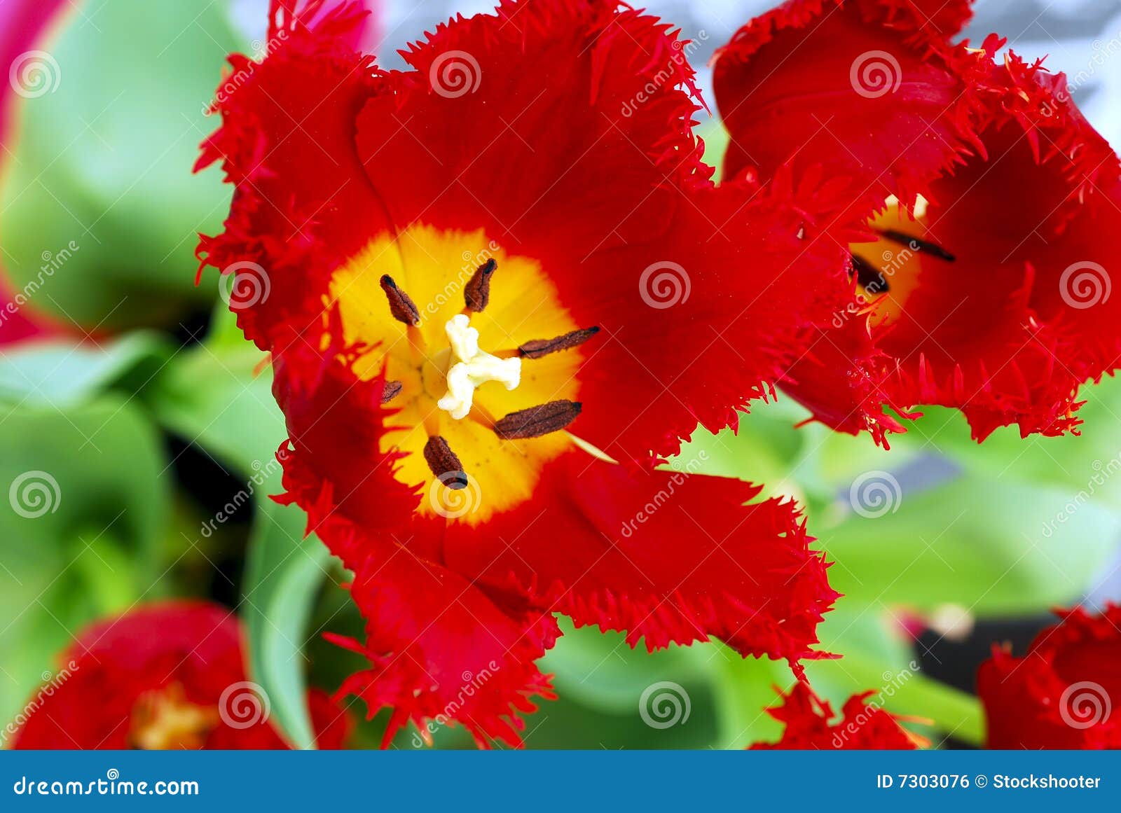 Pollination Tulip Stock Photography | CartoonDealer.com #69813740