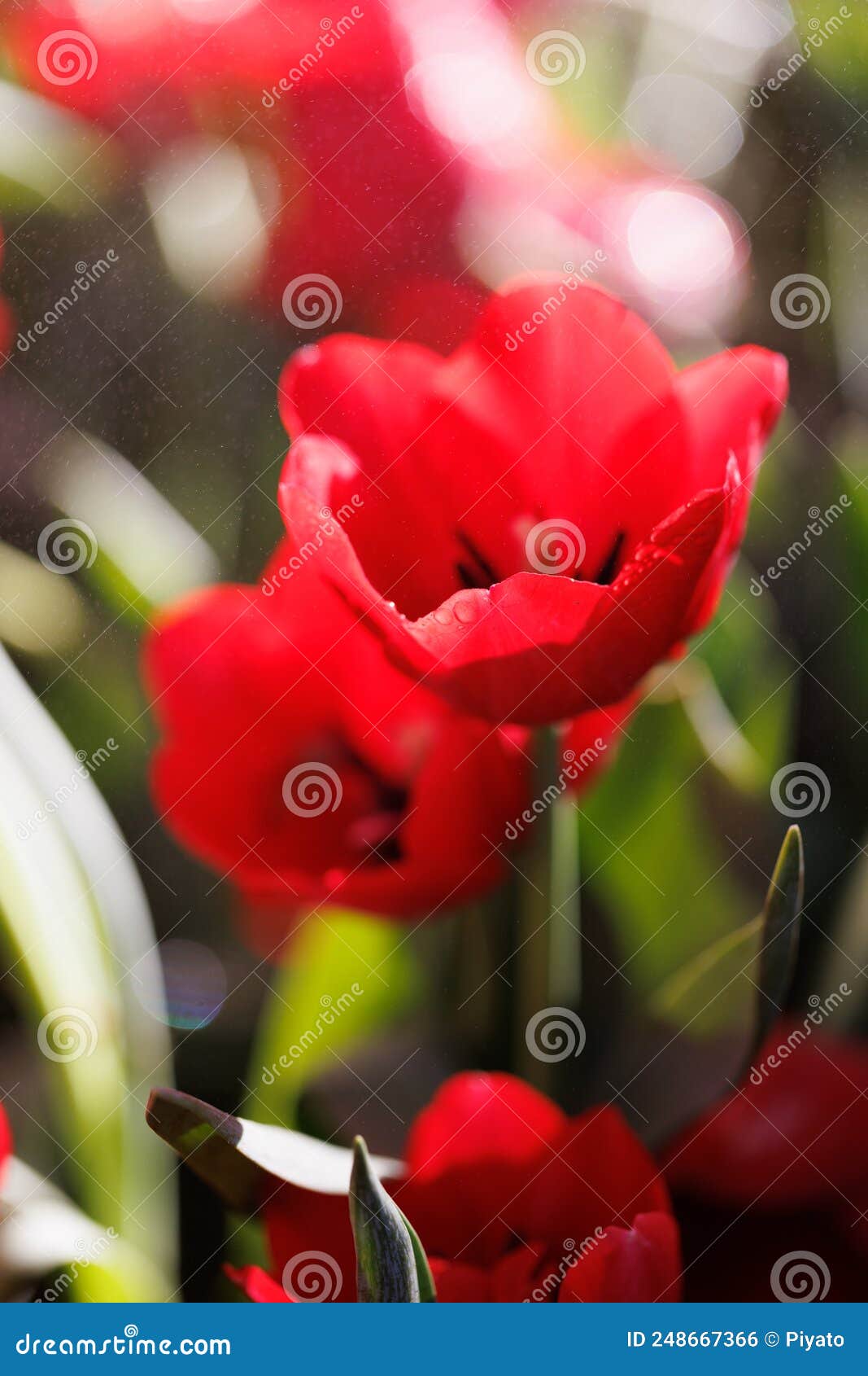 Red Tulip Flower in Close Up Stock Photo - Image of closeup, light ...