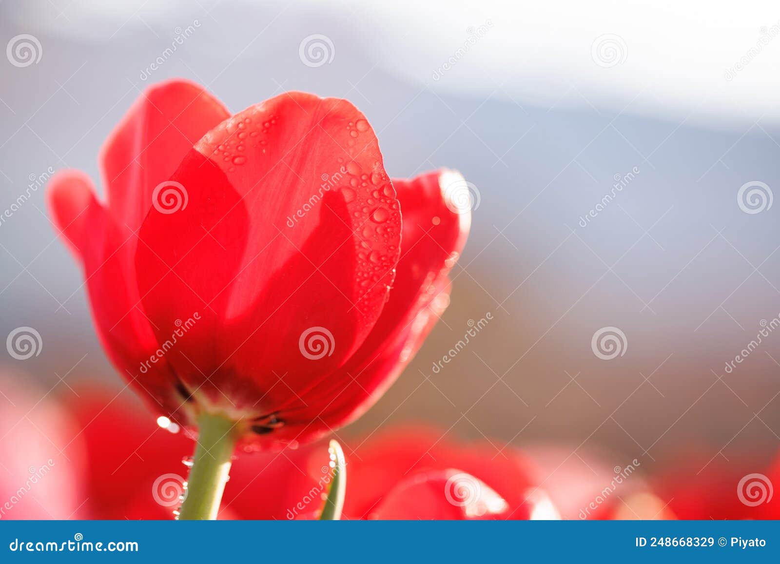 Red Tulip Flower in Close Up with Raindrop Stock Image - Image of ...