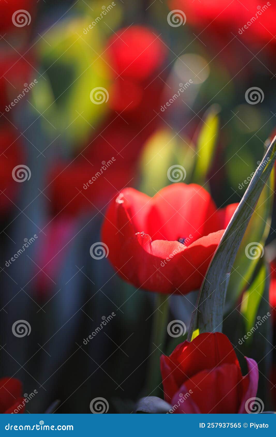Red Tulip Flower in Close Up with Raindrop Stock Image - Image of ...