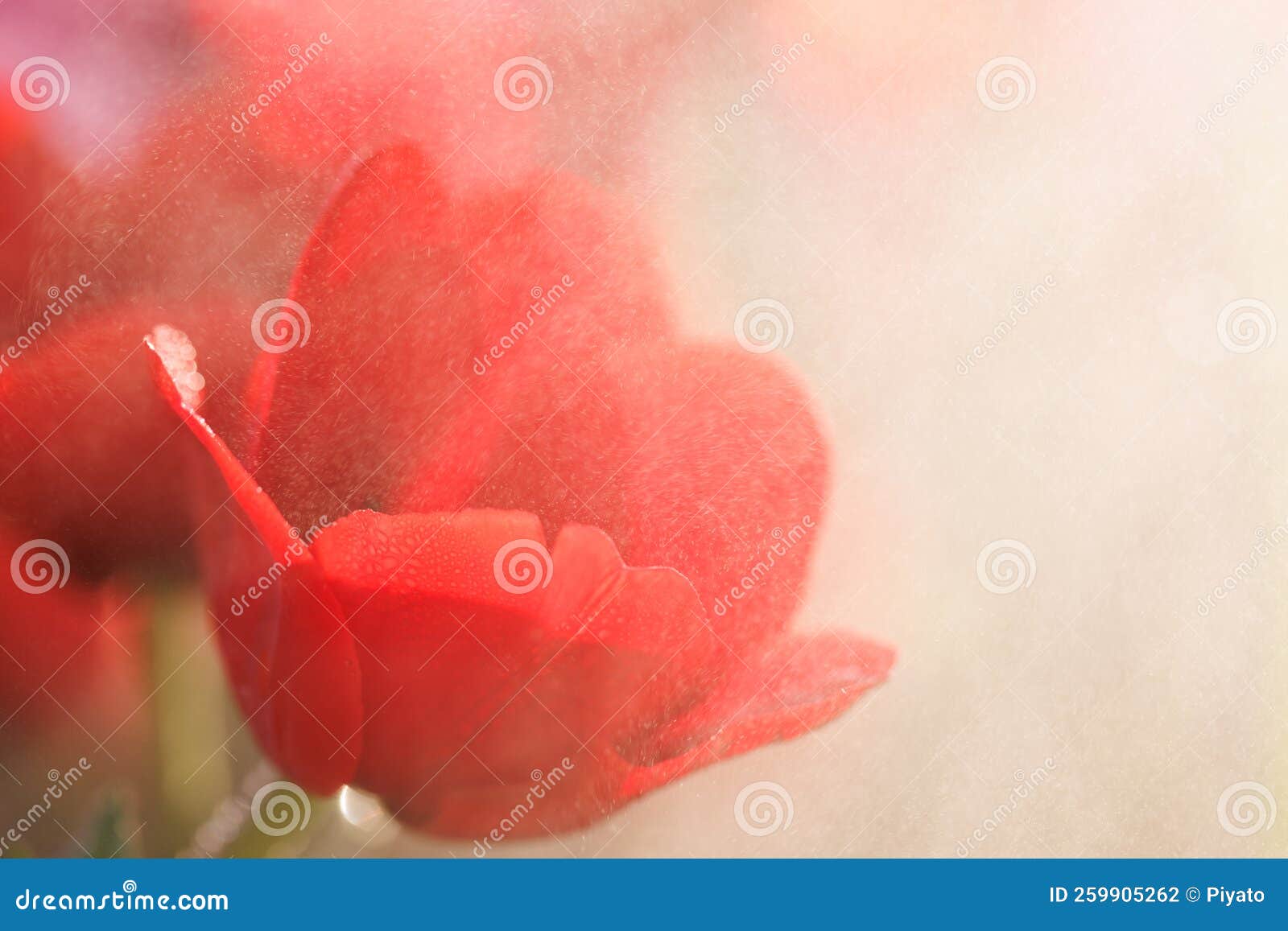 Beautiful Red Tulip Flower in Close Up with Raindrop Stock Photo ...