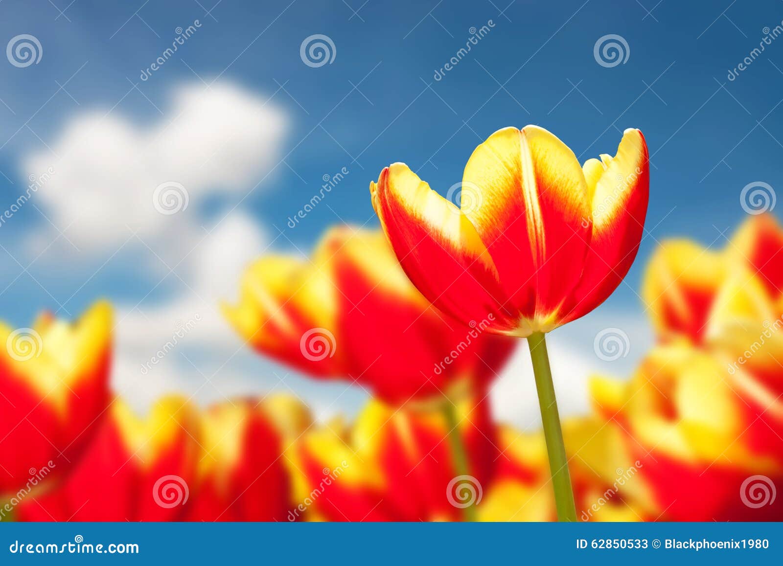 Red Tulip Flower on Cloud Blue Sky Stock Image - Image of field ...