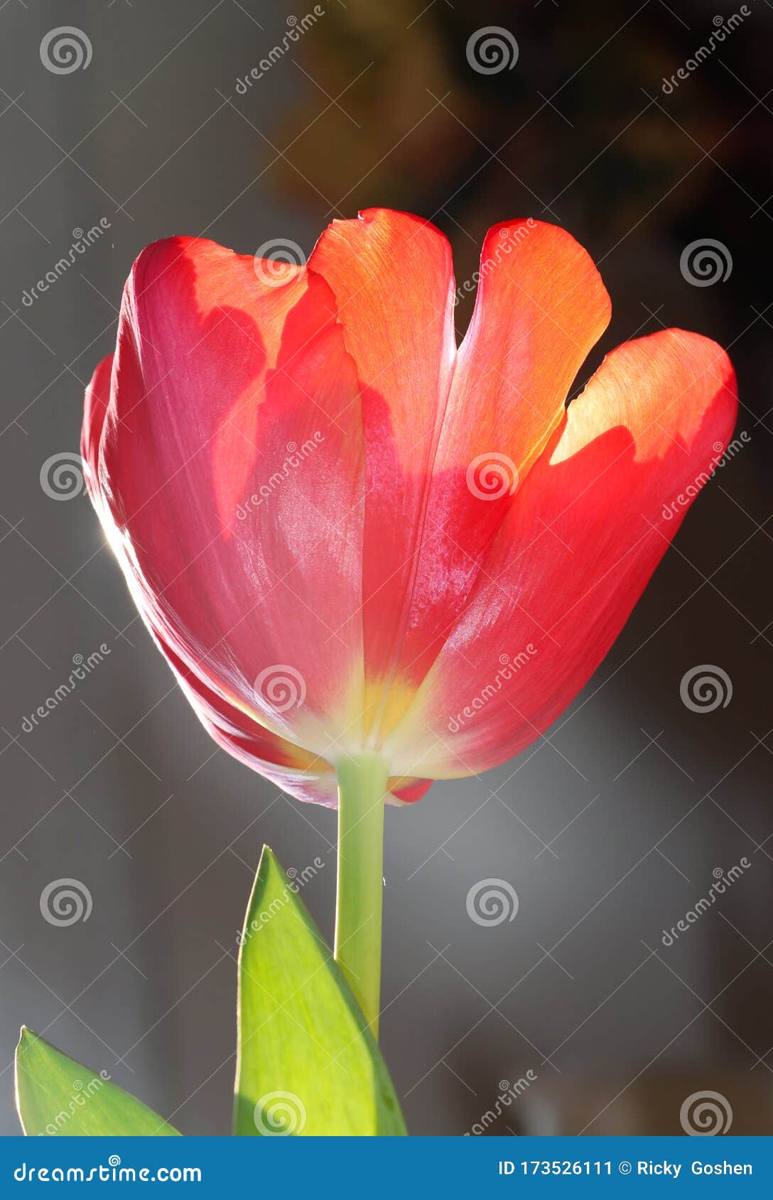 Red tulip flower. stock image. Image of bright, bloom - 173526111