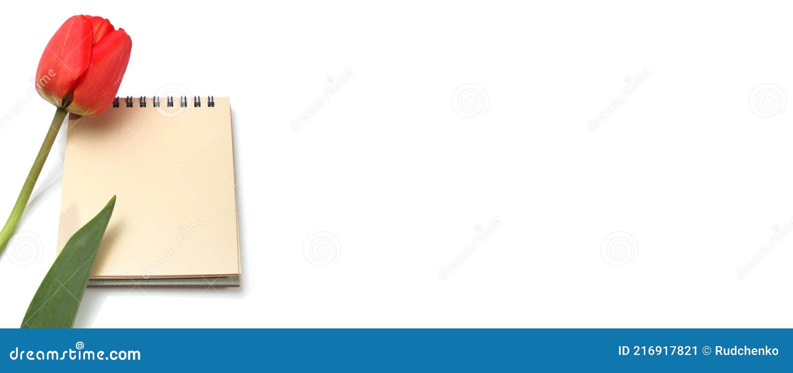 Red Tulip Flower and Notepad on White Horizontal Background Stock Image ...