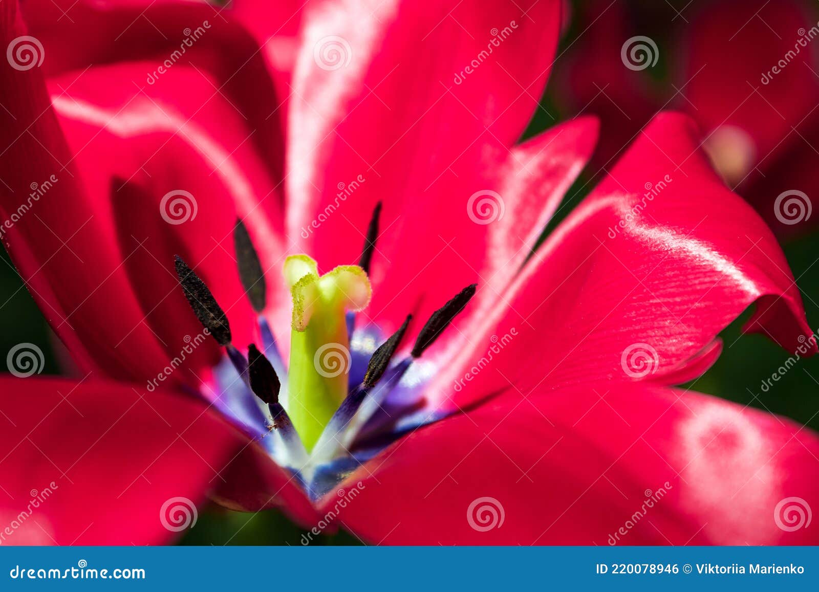 Red Tulip Flower. View from Above Stock Photo - Image of beautiful ...