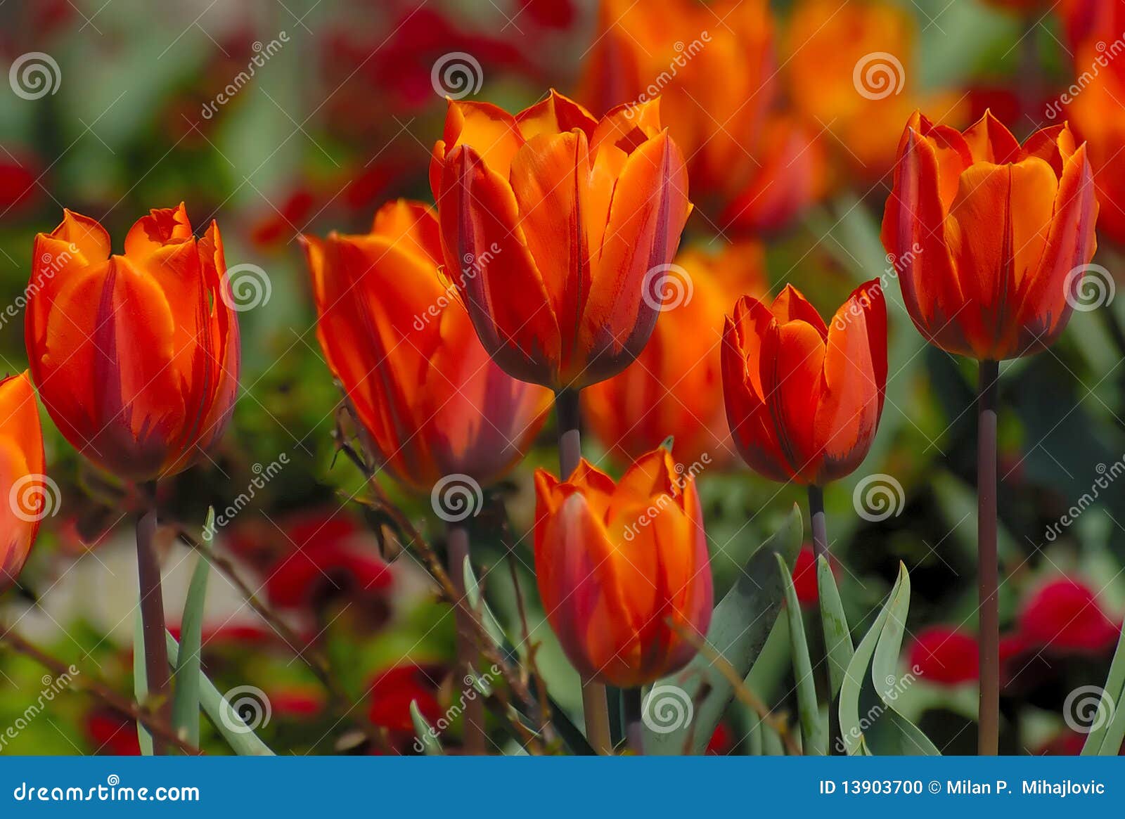 Red tulip flowers stock photo. Image of arrangement, tulip - 13903700