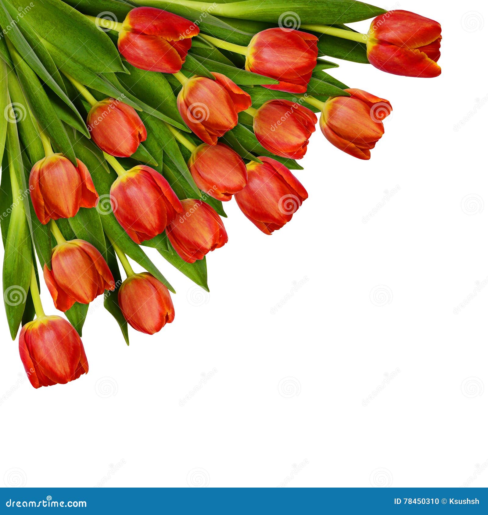 Red Tulip Flowers Bouquet in a Corner Stock Photo - Image of isolated ...