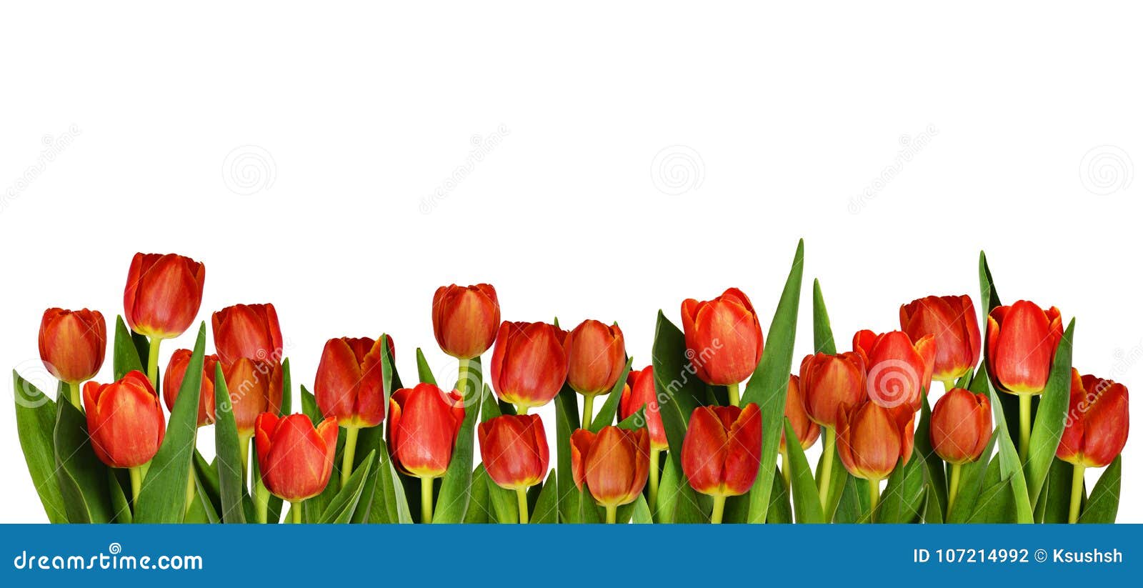 Red Tulip Flowers in Decorative Border Stock Photo - Image of ...