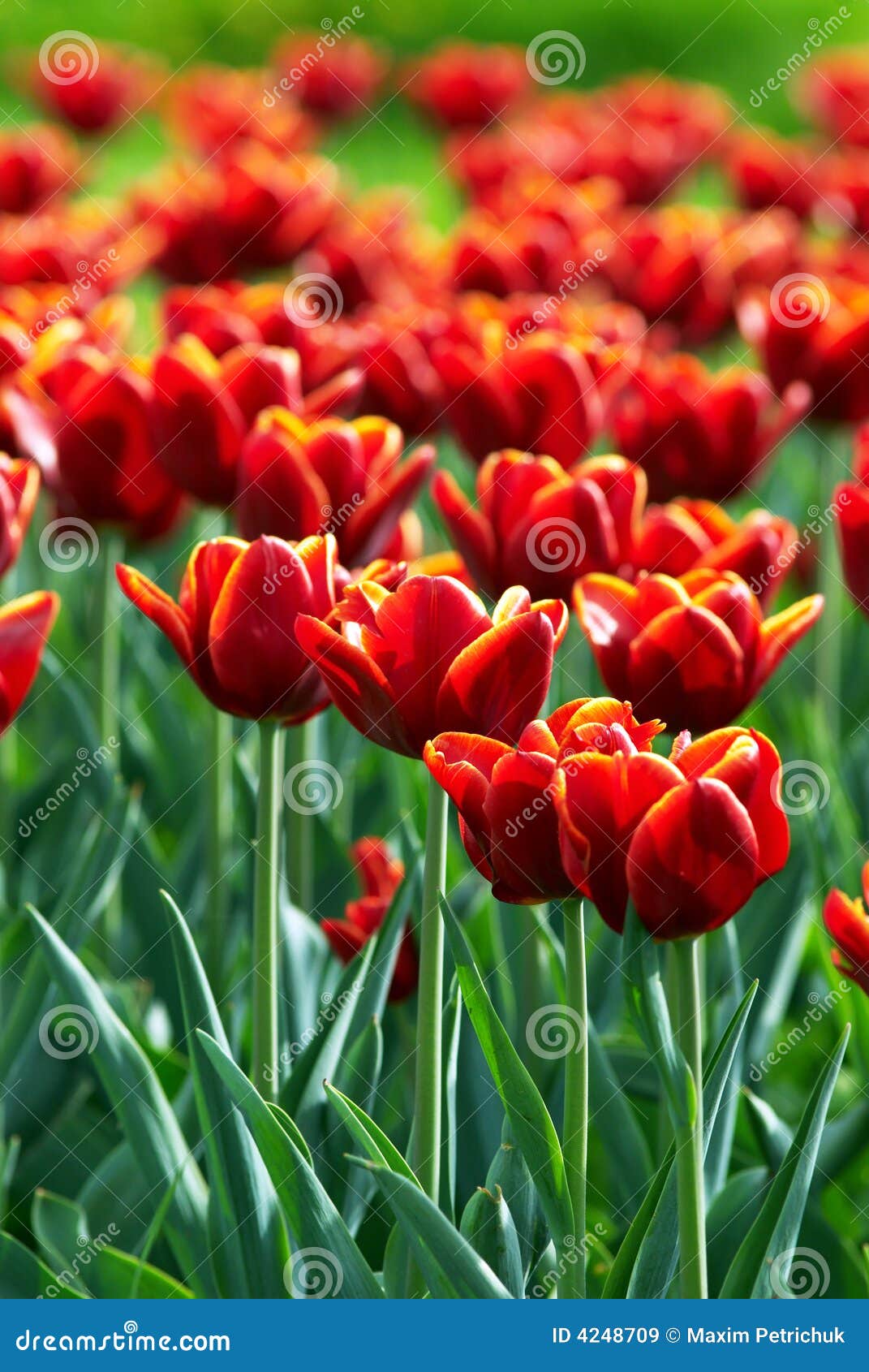 Red tulip flowers field stock image. Image of freshness - 4248709
