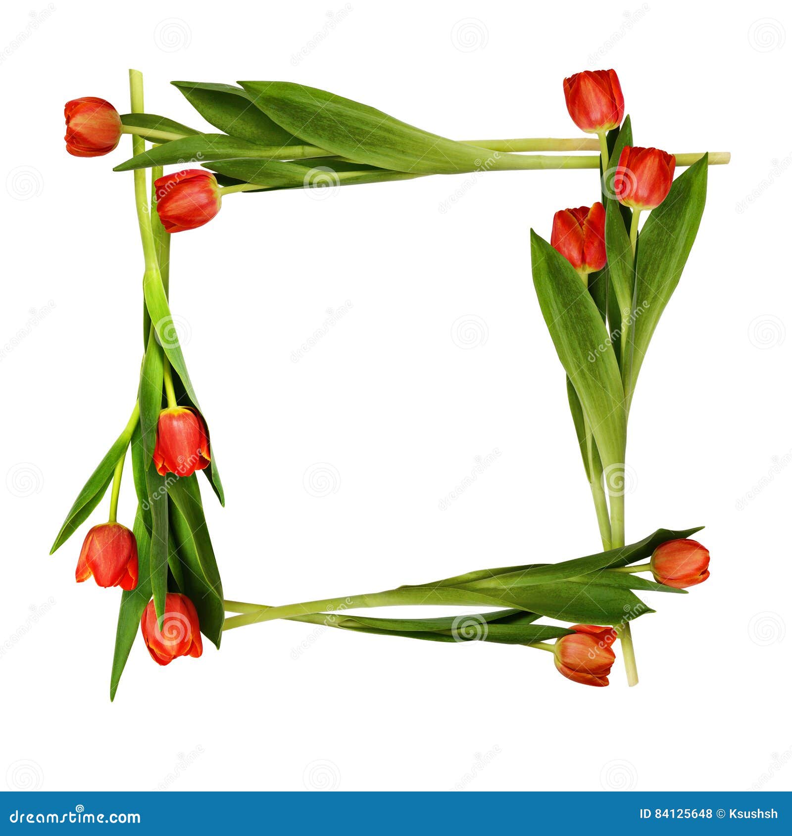 Red tulip flowers frame stock photo. Image of bouquet - 84125648