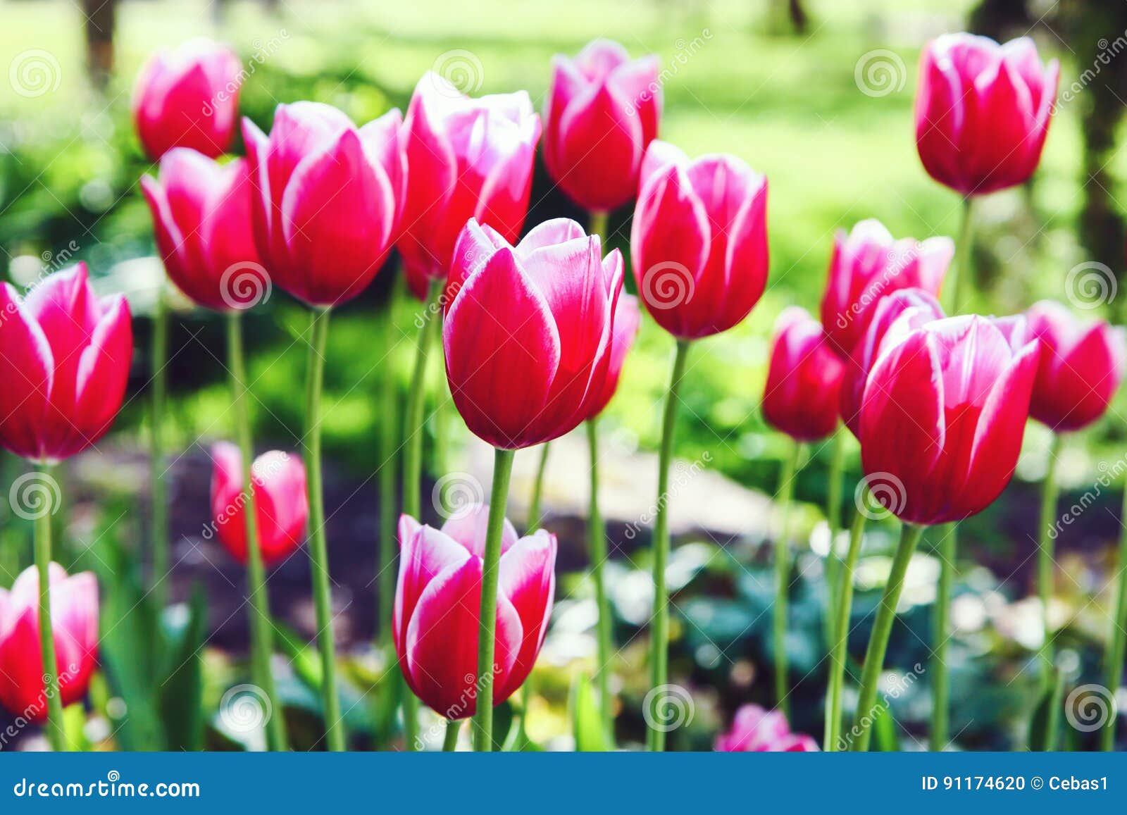 Red tulip flowers stock photo. Image of fresh, beautiful - 91174620