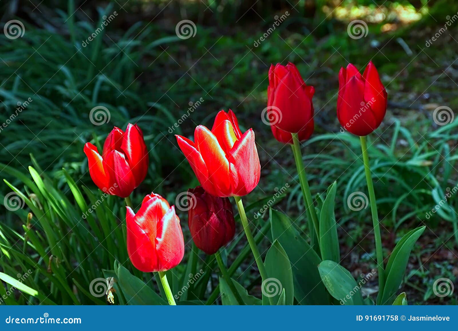Beautiful Red Tulip Flowers in Park on Anglesey,United Kingdom,close Up ...