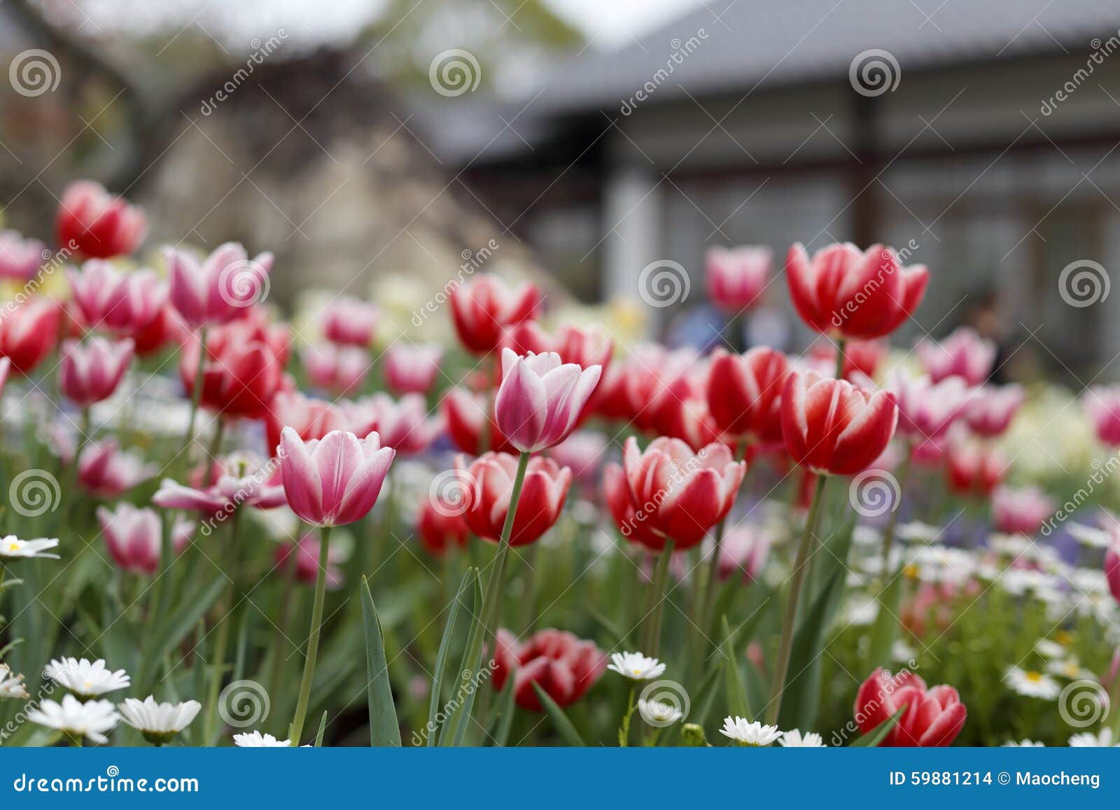 Red Tulip in Front of House Stock Photo - Image of blooming, fresh ...