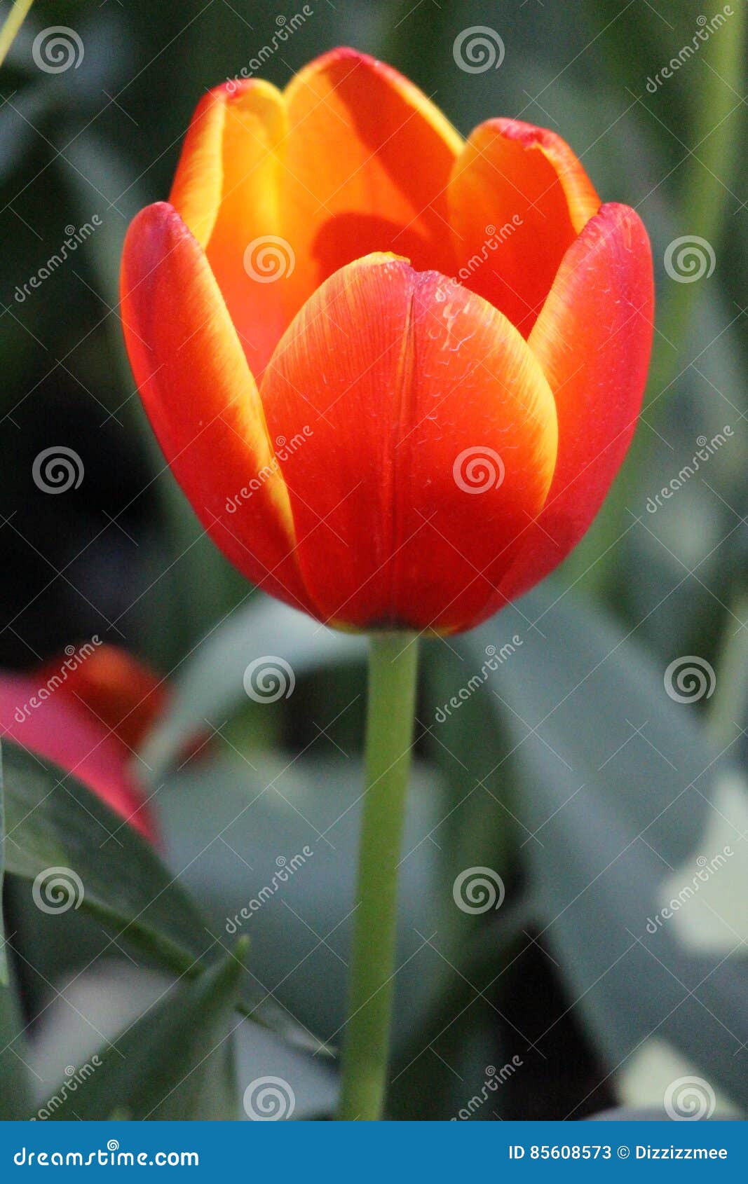 Red Tulip stock image. Image of tulip, petal, pink, nature - 85608573