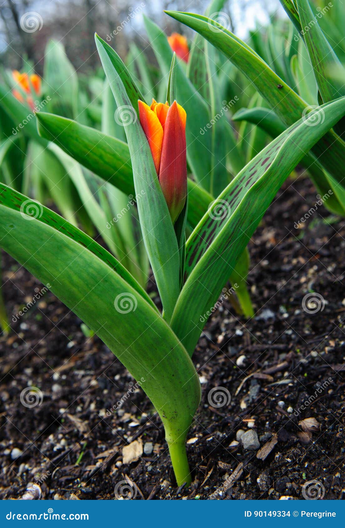 Red tulip in the garden stock photo. Image of botanical - 90149334