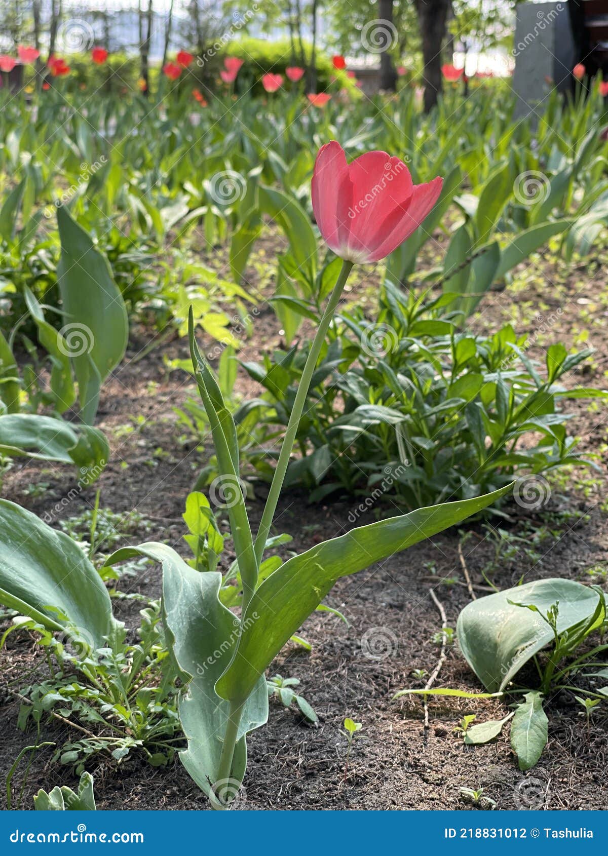 Red Tulip in Garden in Spring Day Stock Photo - Image of floral ...