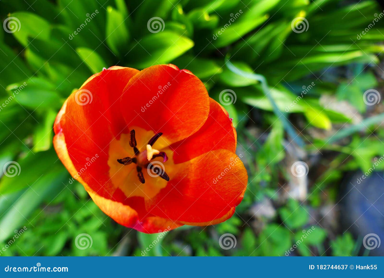 Red Tulip on a Green Background in Spring Stock Image - Image of green ...