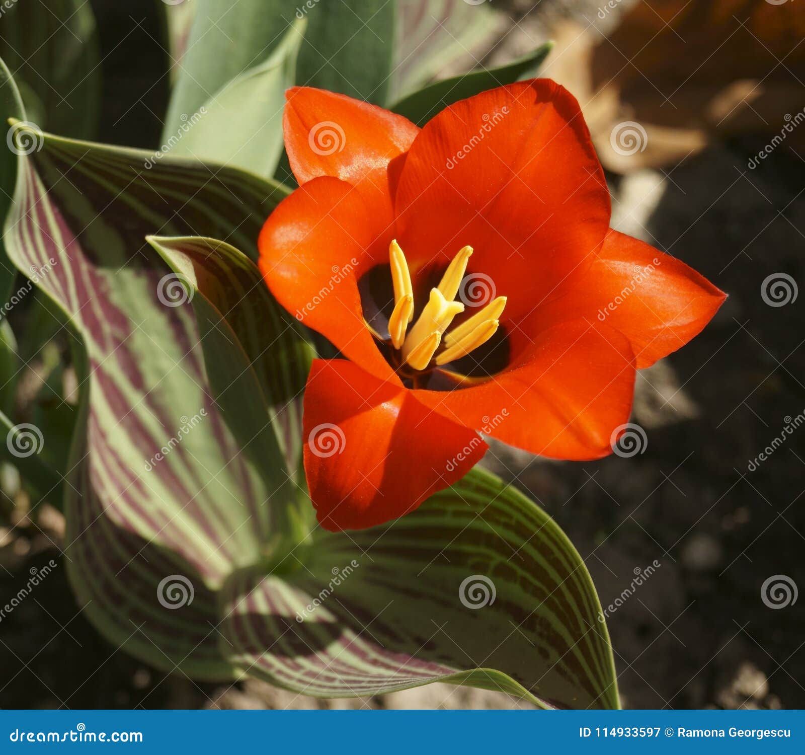 Red Tulip Growing in the Garden Stock Image - Image of tulip, nature ...