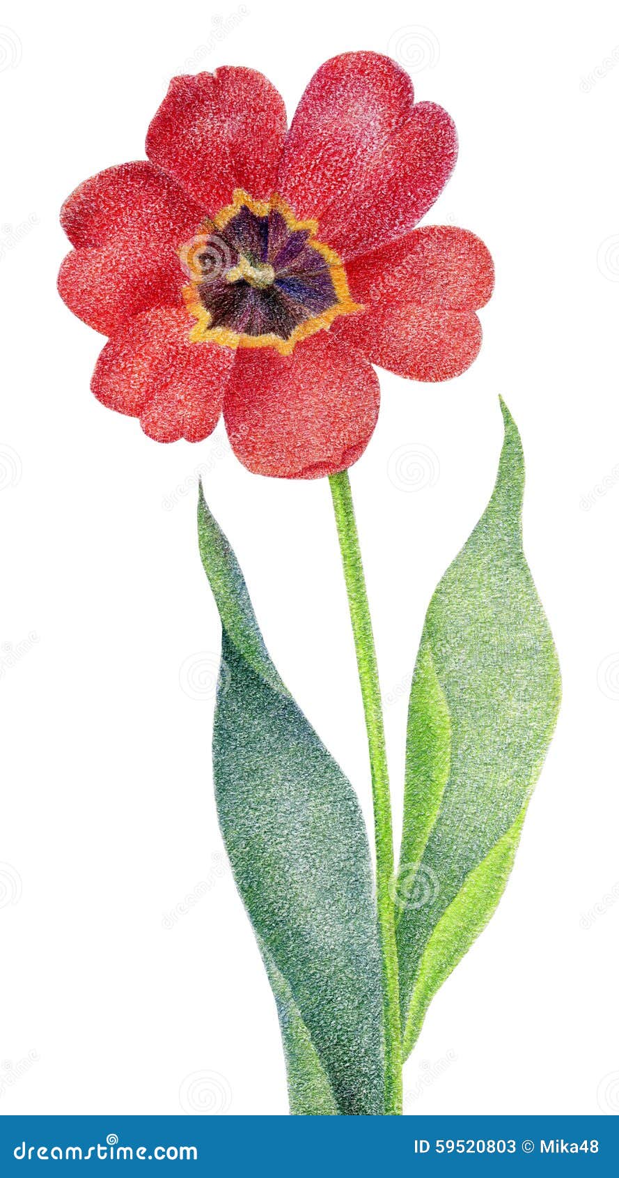 Red tulip stock illustration. Illustration of painted - 59520803