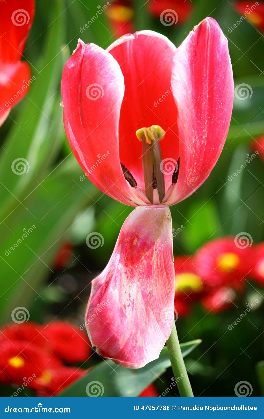 Red tulip pollen stock photo. Image of floral, tulip - 47957788