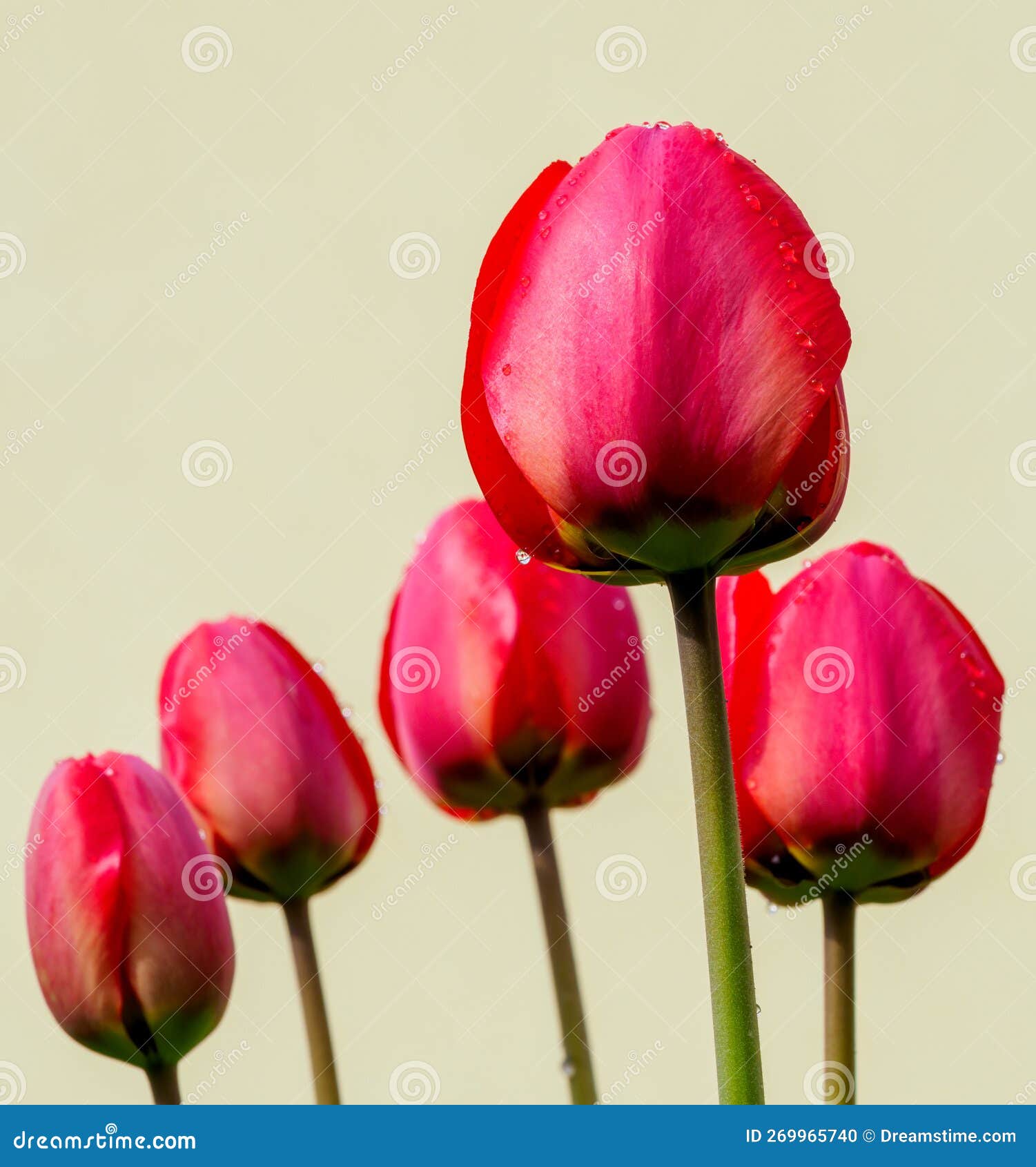 Red tulip stock photo. Image of leaf, decoration, tulips - 269965740