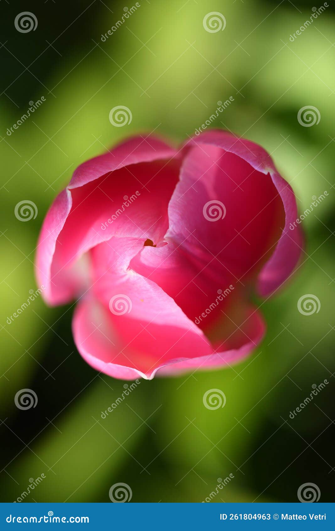 Red Tulip Seen from Above in the Garden Stock Image - Image of tulip ...