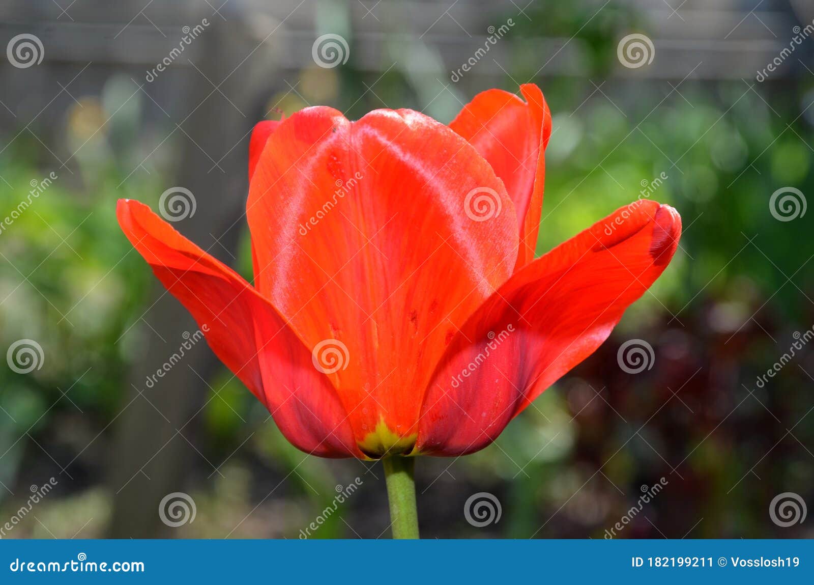 Red Tulip Shot Closeup Side View. Stock Image - Image of blooming ...