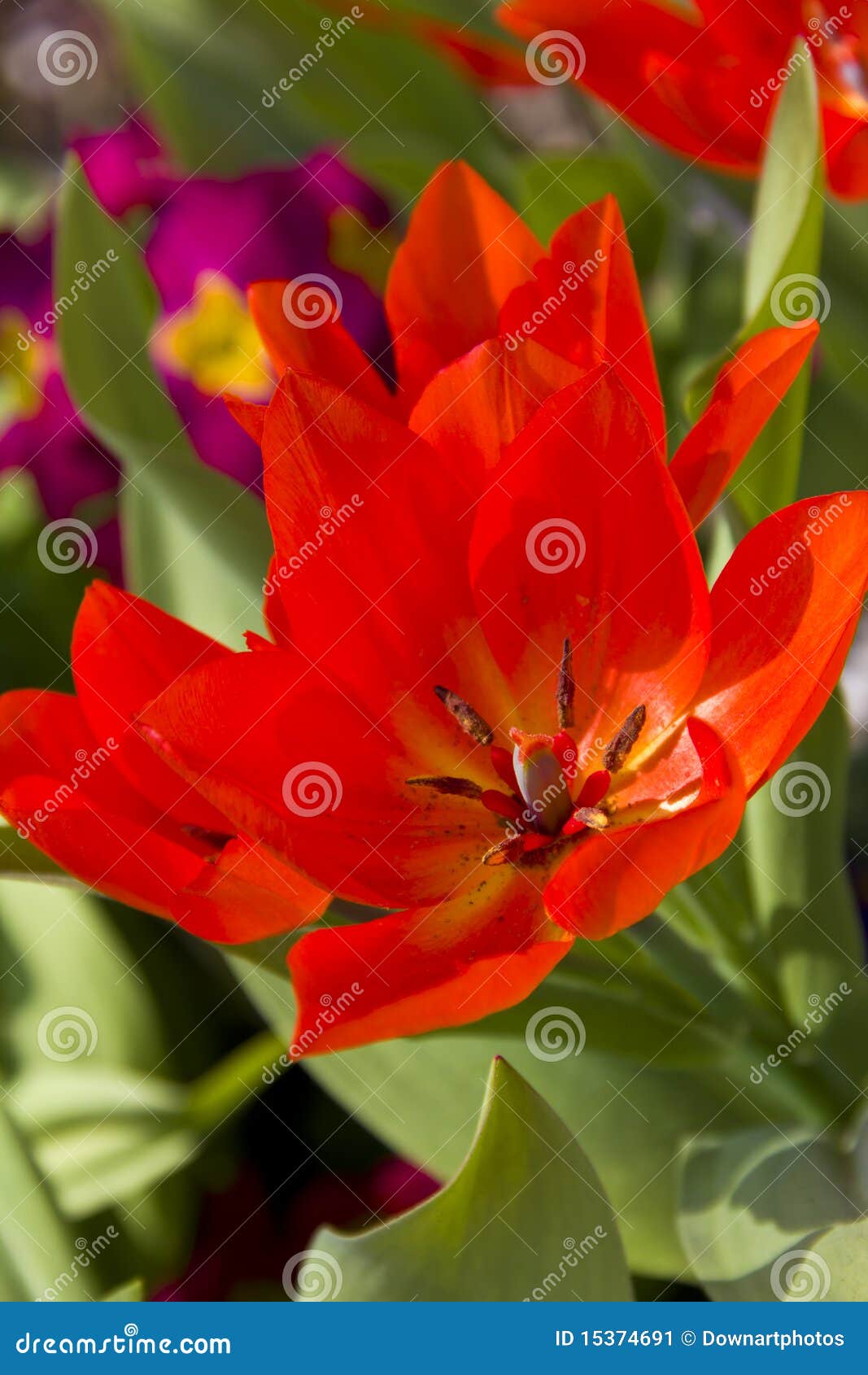 Red Tulip in Spring stock image. Image of garden, bright - 15374691