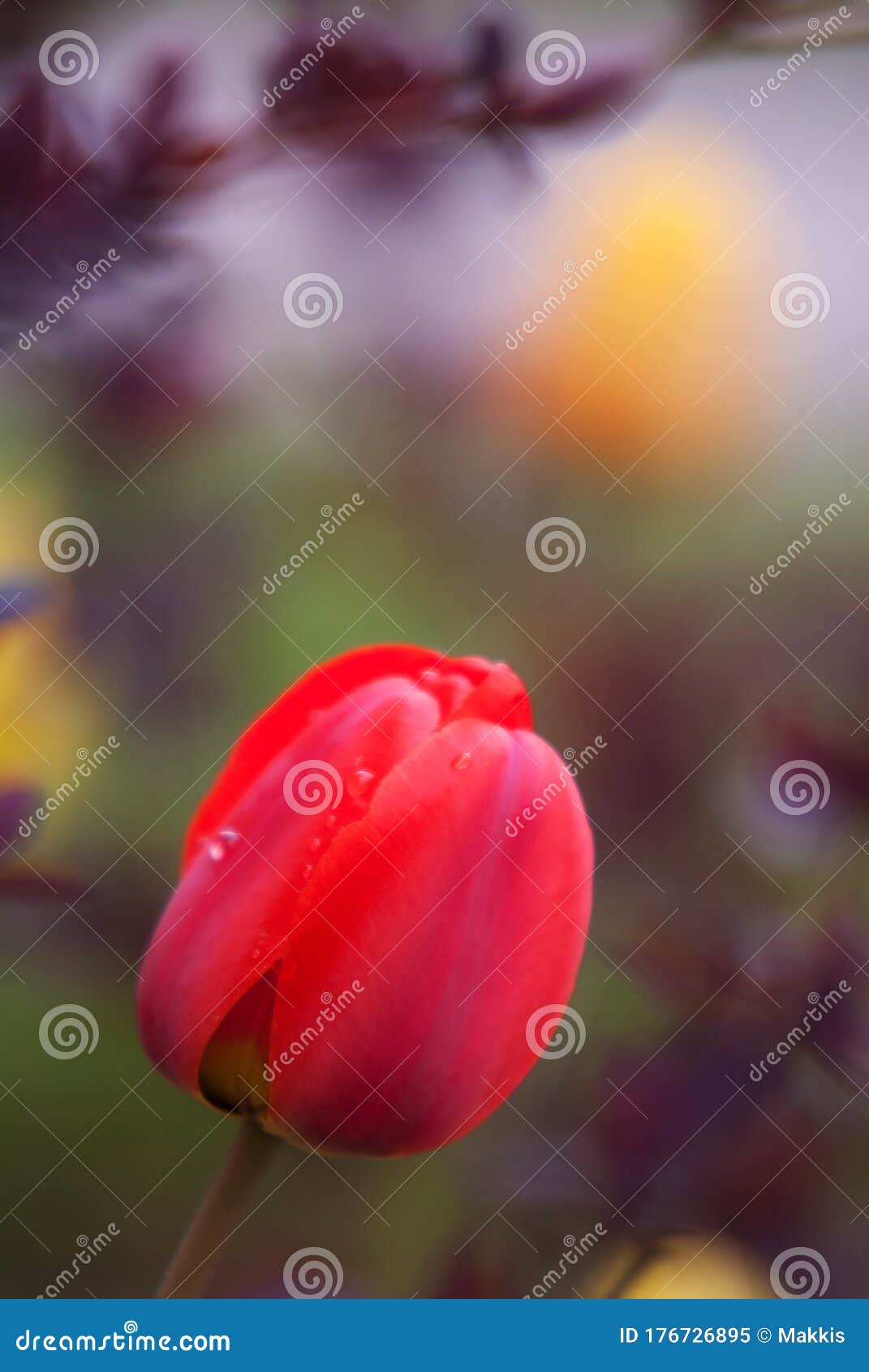 Red tulip in the spring stock image. Image of field - 176726895