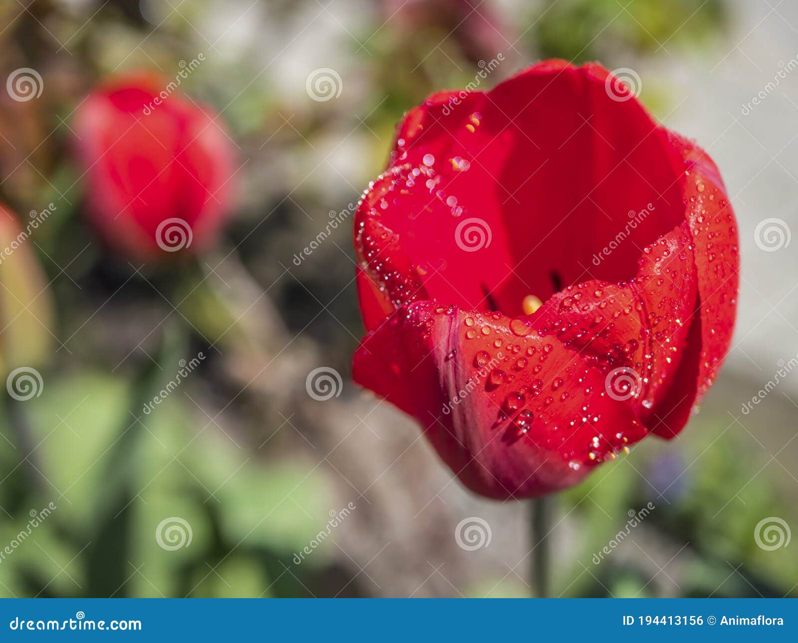 Red tulip in the spring stock photo. Image of bloom - 194413156