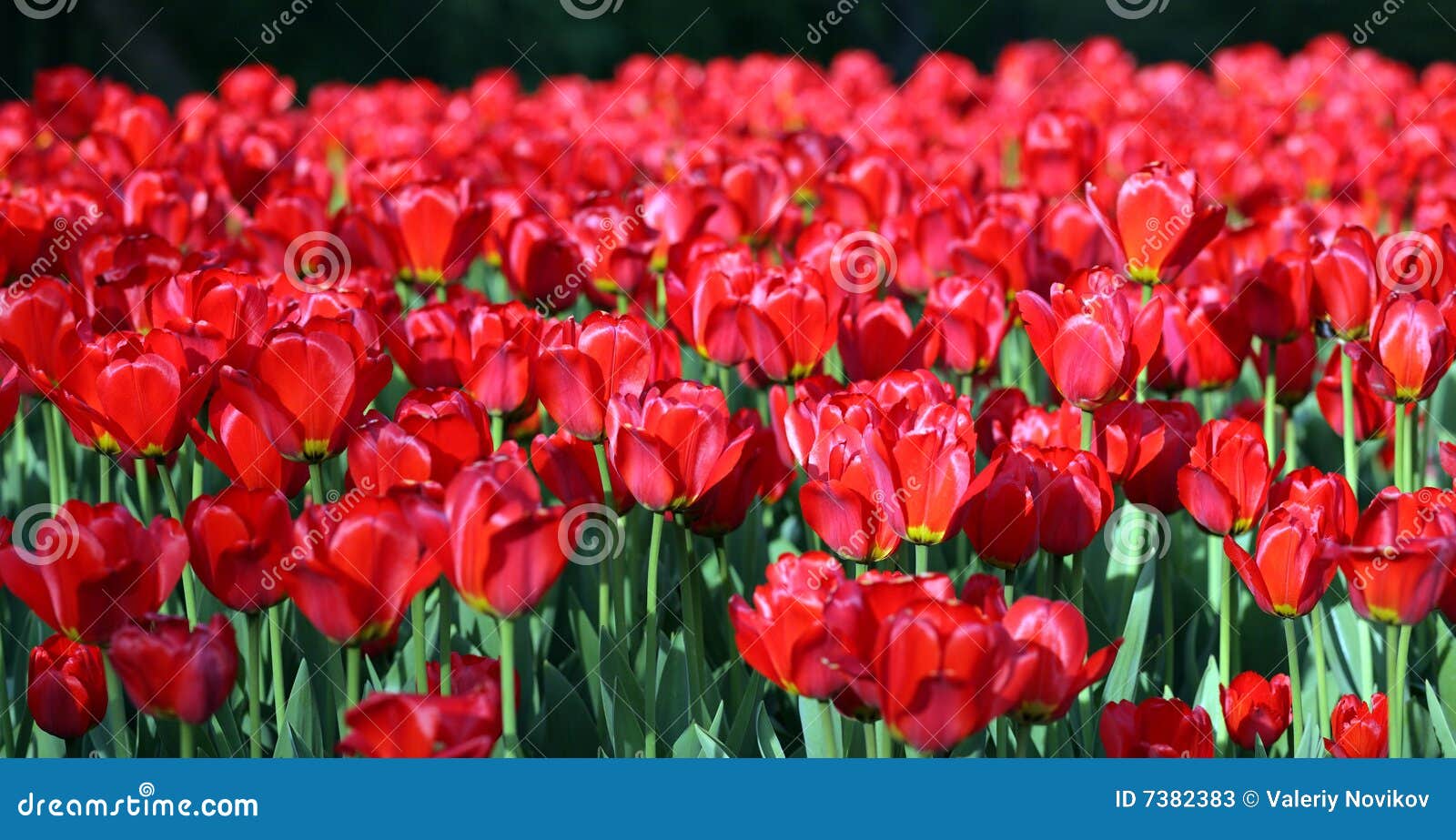 Red tulip at spring stock image. Image of botanical, fresh - 7382383