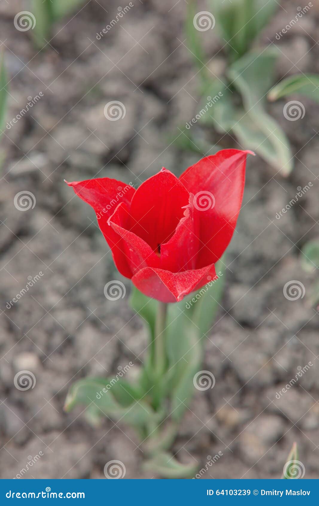 Red tulip in the spring stock image. Image of season - 64103239