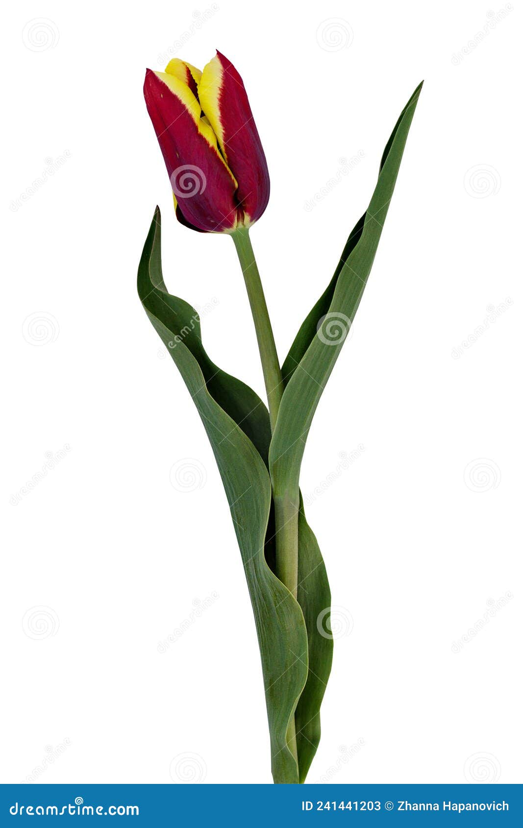 Red Tulip with Stem and Leaves Close-up Isolated on a White Background ...