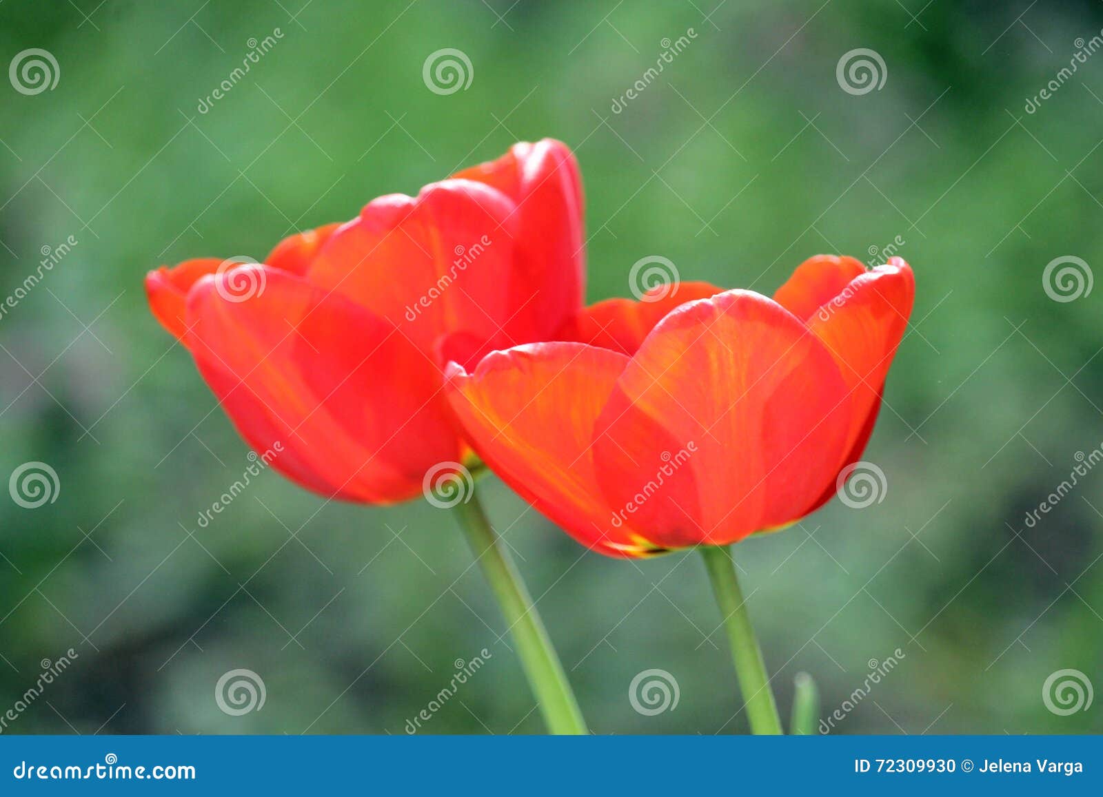 Red tulip stock photo. Image of head, nature, petal, flower - 72309930