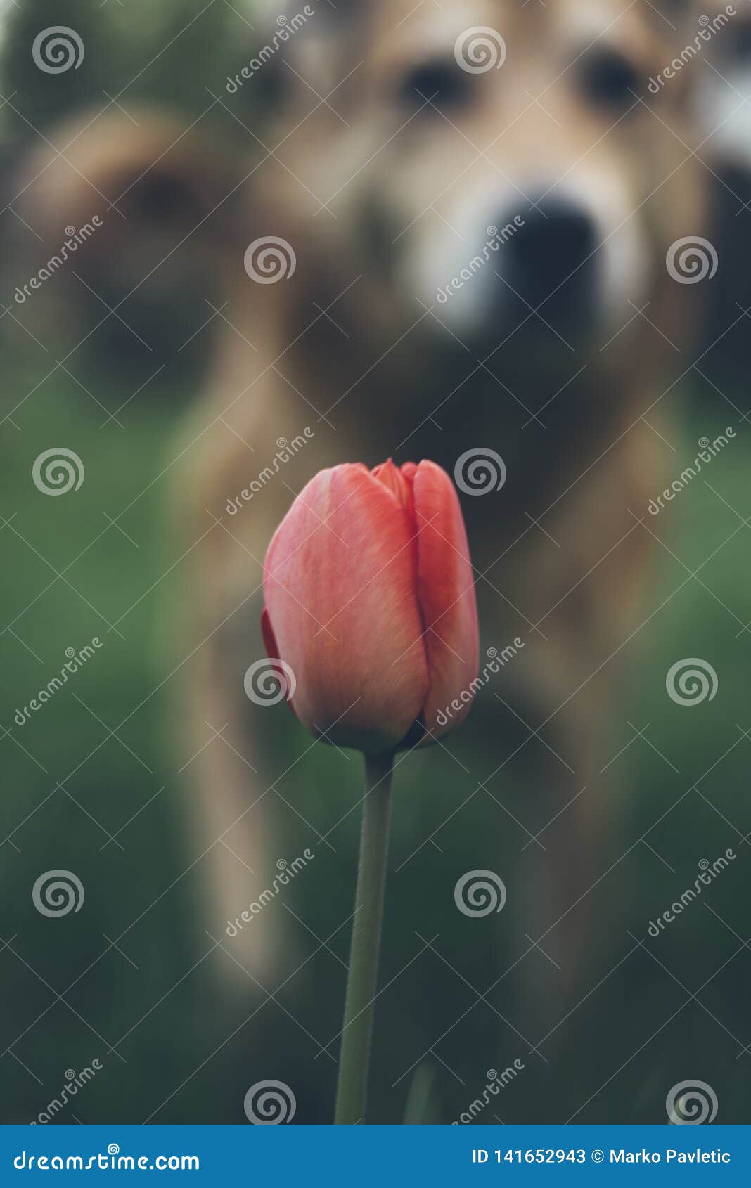 Red Tulip with a Dog in the Background Stock Image - Image of head ...