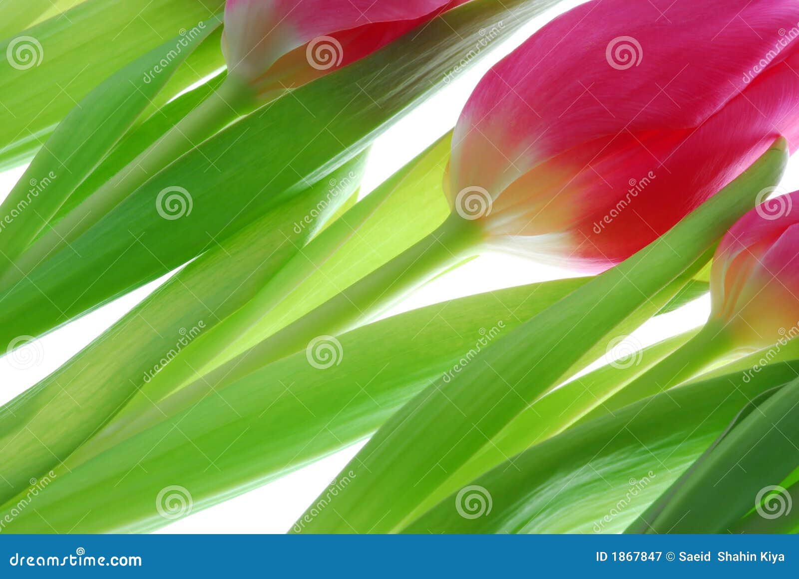 Red tulips stock image. Image of delicate, artistic, light - 1867847