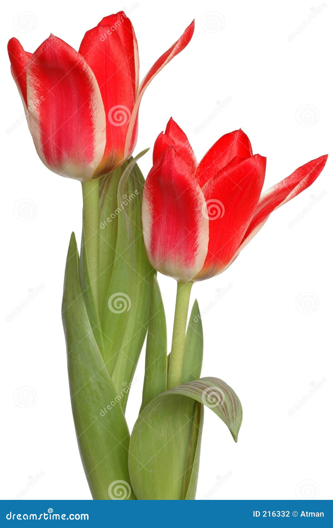 Red Tulips stock photo. Image of leaves, march, tulips - 216332