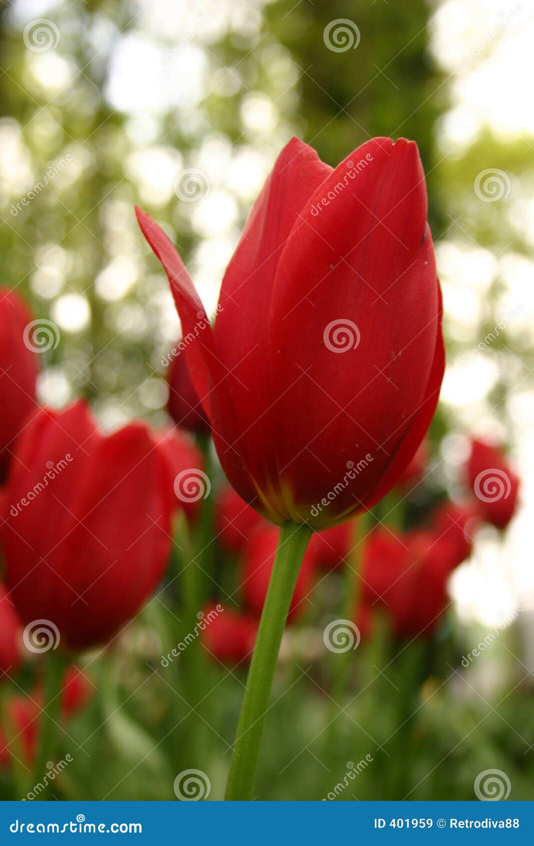 Red Tulips stock image. Image of close, bulbs, flower, color - 401959