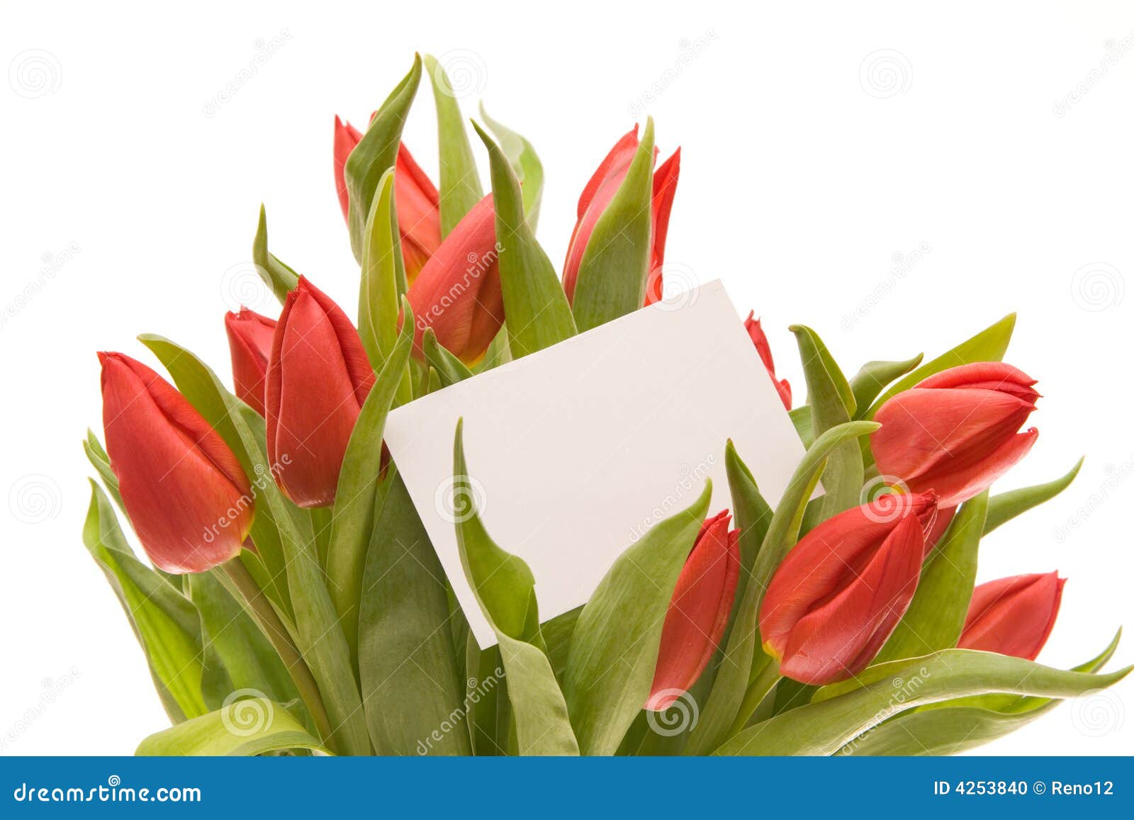 579 Beautiful Write Tulips Stock Photos - Free & Royalty-Free Stock ...