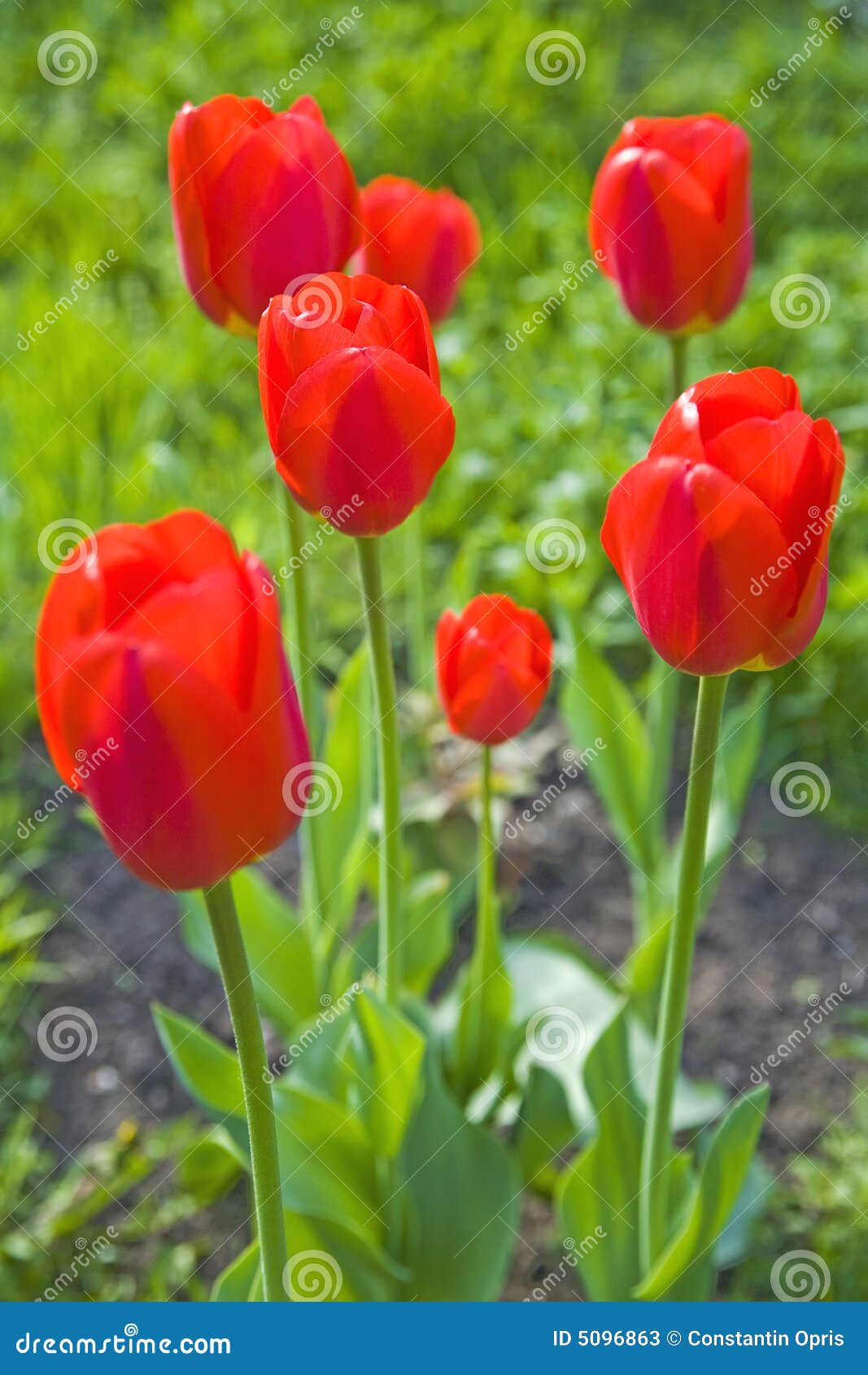 Red tulips stock image. Image of bunch, detail, sunlight - 5096863