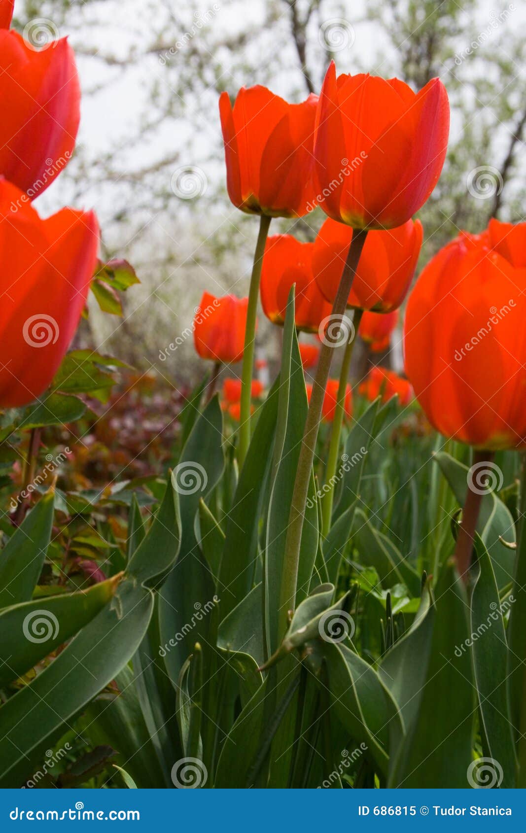 Red tulips stock image. Image of spring, nature, tulip - 686815
