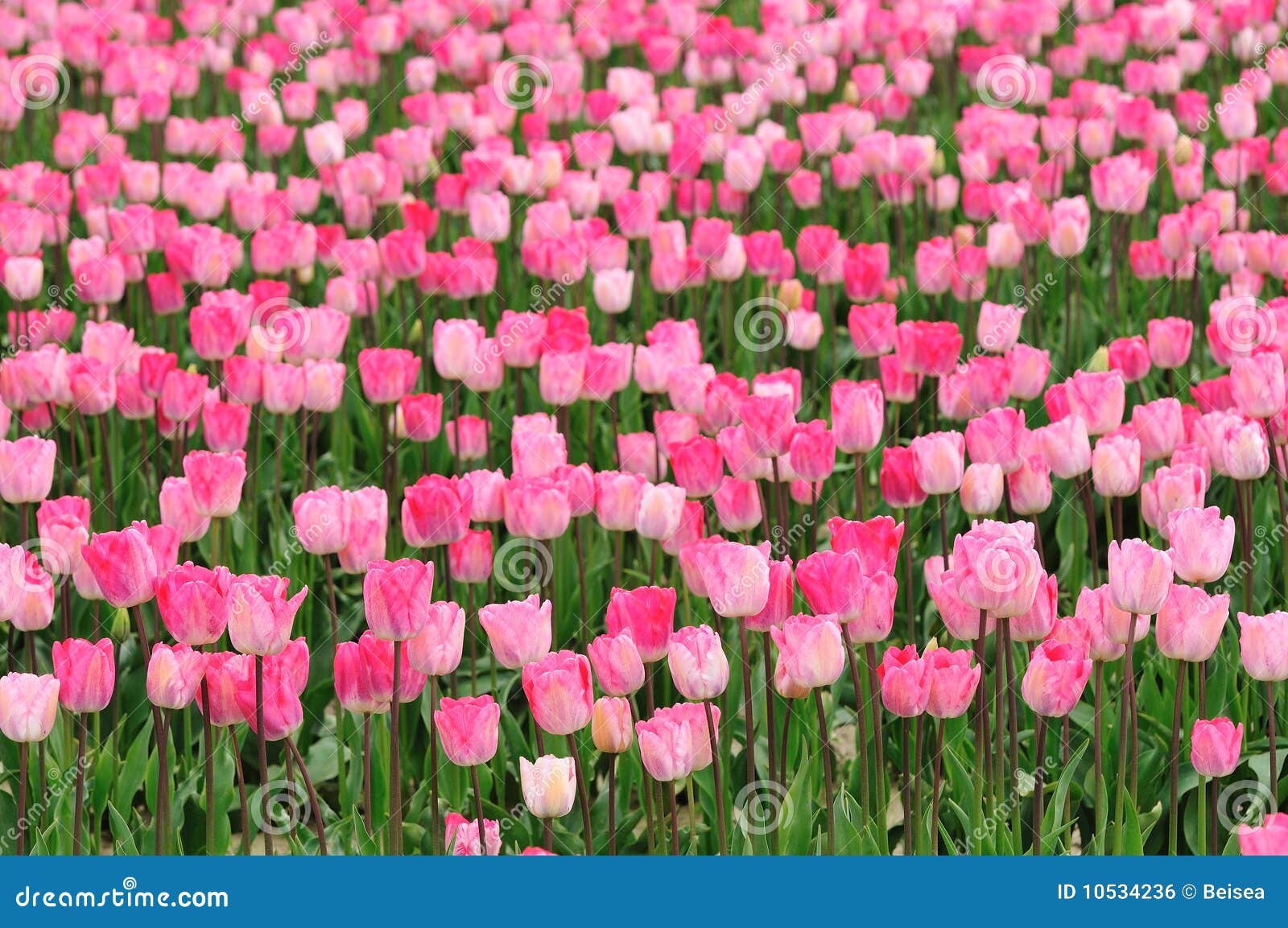 Red Tulips Background stock photo. Image of plant, land - 10534236